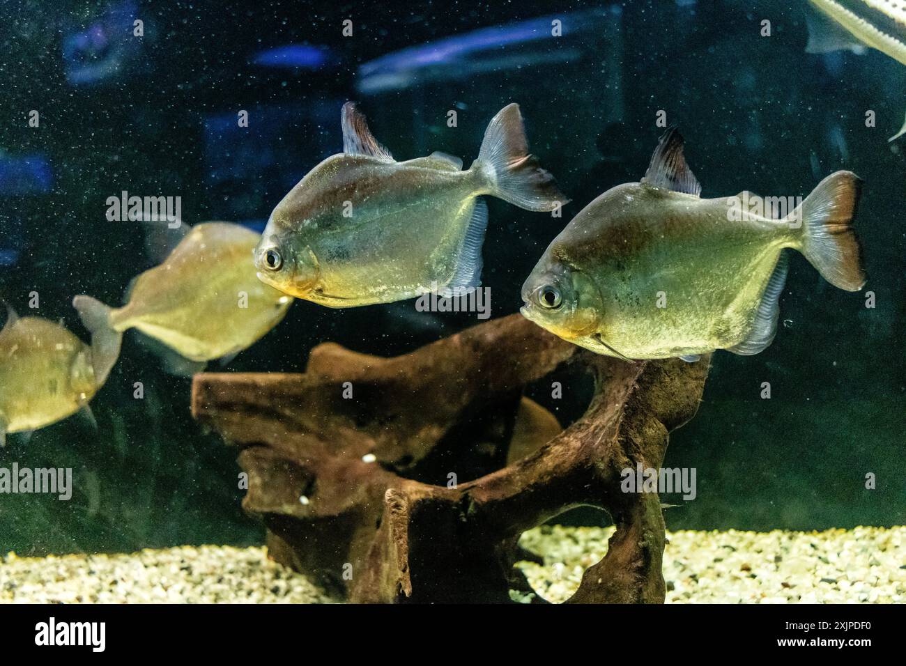 Odessa, Ukraine, July 19, 2024 Modern Odessa Aquarium with a wide ...