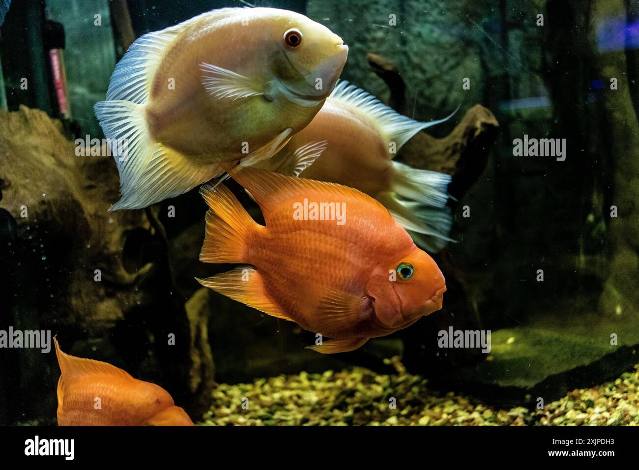 Odessa, Ukraine, July 19, 2024 Modern Odessa Aquarium with a wide ...