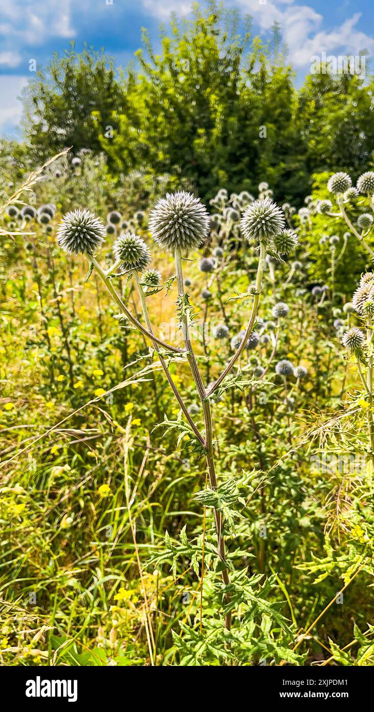 Echinops sphaerocephalus, glandular globe-thistle wildly growing in the ...