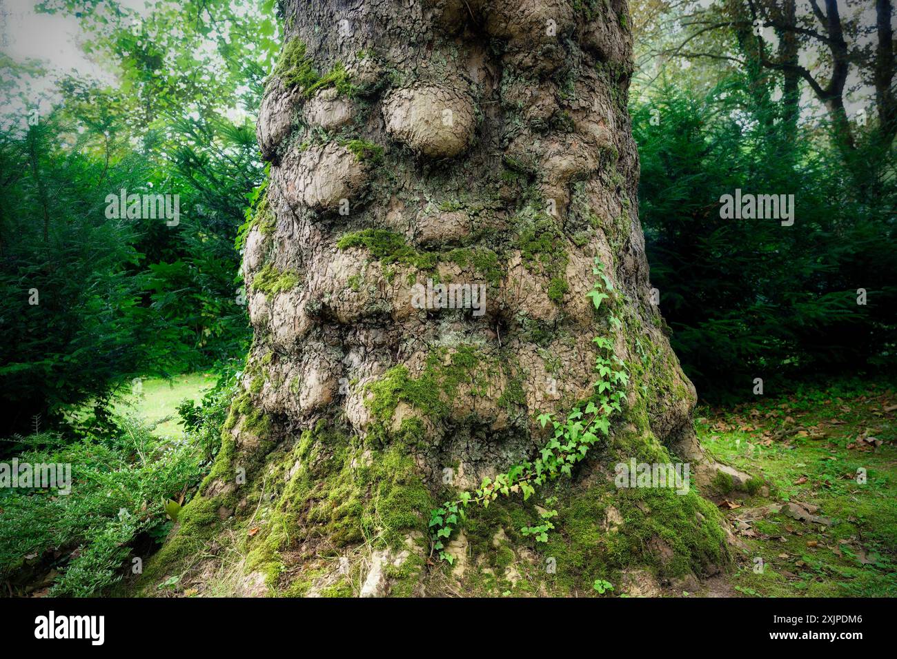quaint trunk of a very old plane tree in a cemetery in cologne Stock ...