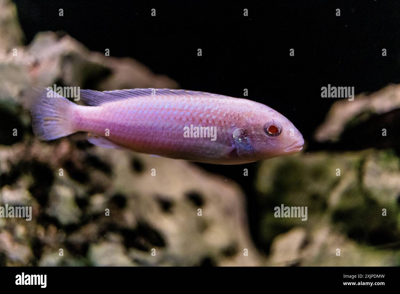 Odessa, Ukraine, July 19, 2024 Modern Odessa Aquarium with a wide ...