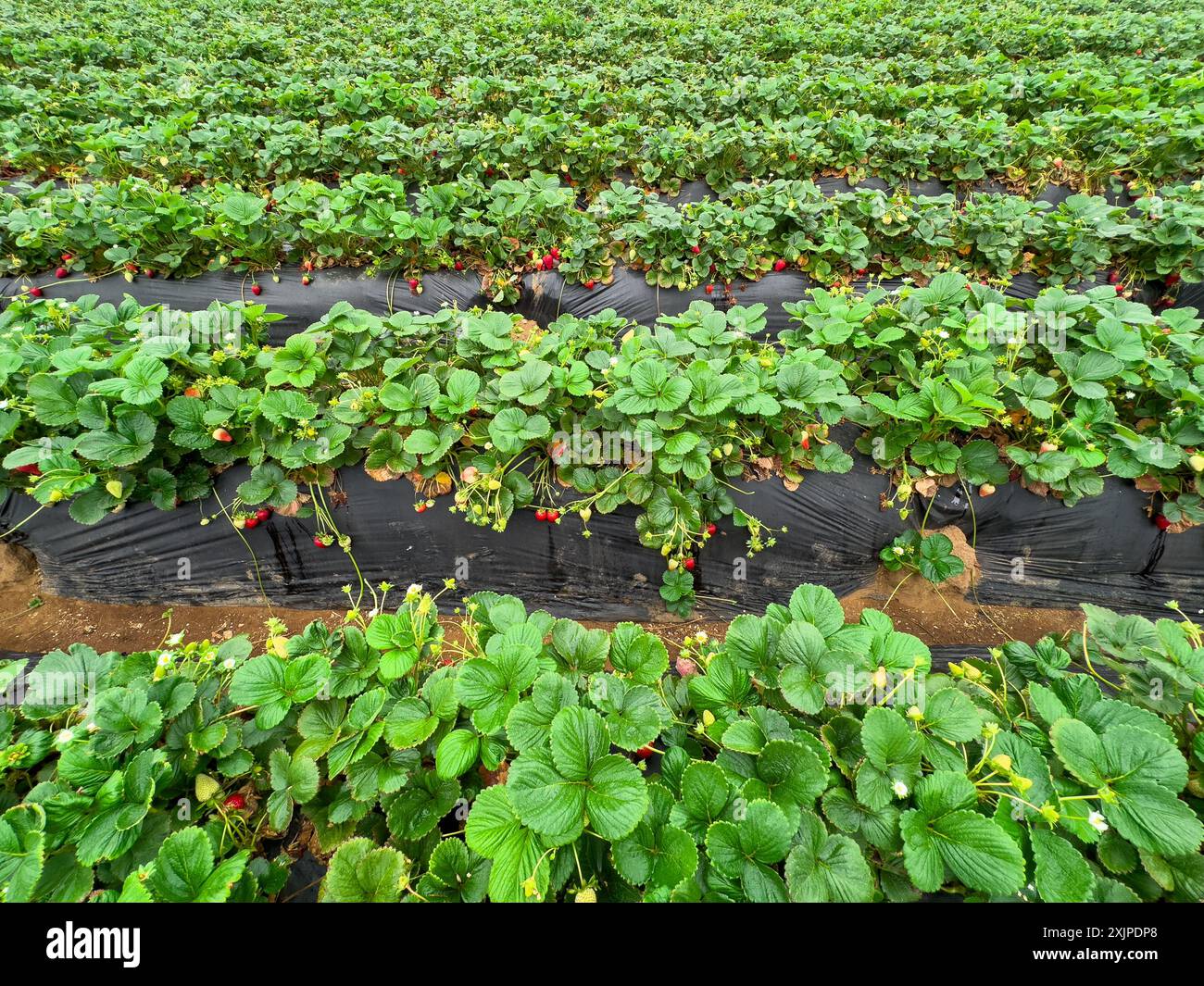 Strawberry picking in strawberry field on fruit farm. Fresh ripe ...