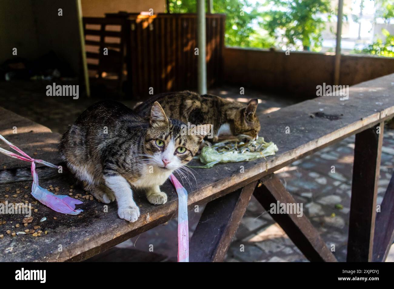 Odessa, Ukraine, July 19, 2024 Cat on the streets of Odessa. Residents ...