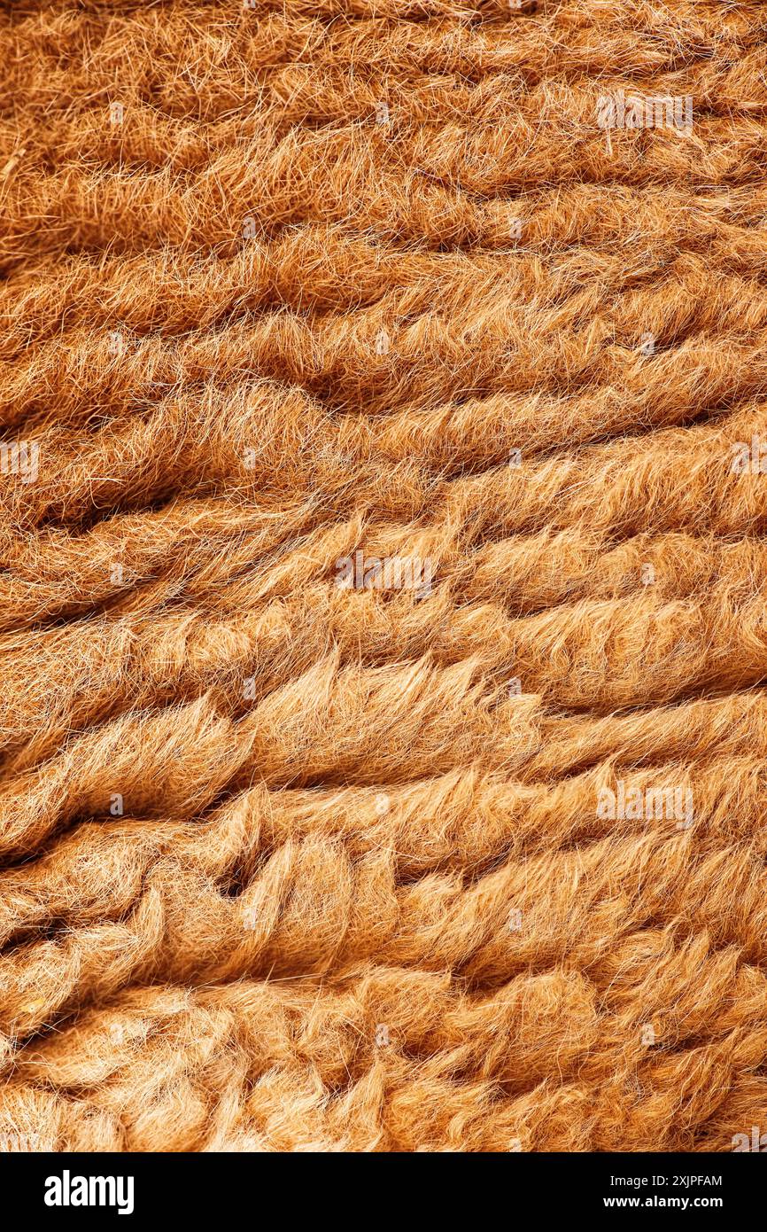 Detailed macro photo of a Red Kangaroos fur. The red kangaroo is the ...