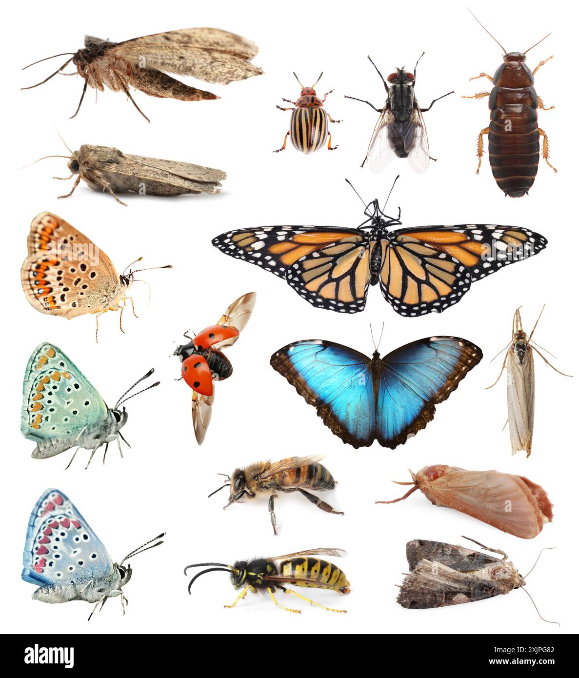 Collection of different insects isolated on white Stock Photo - Alamy