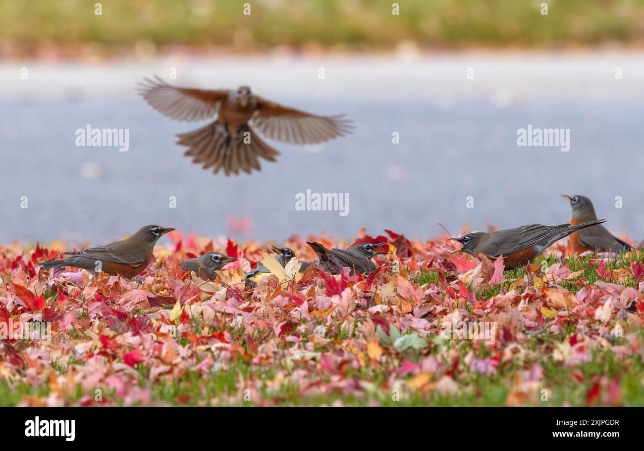 A group of Robin birds gather in the front yard of a home filled with ...