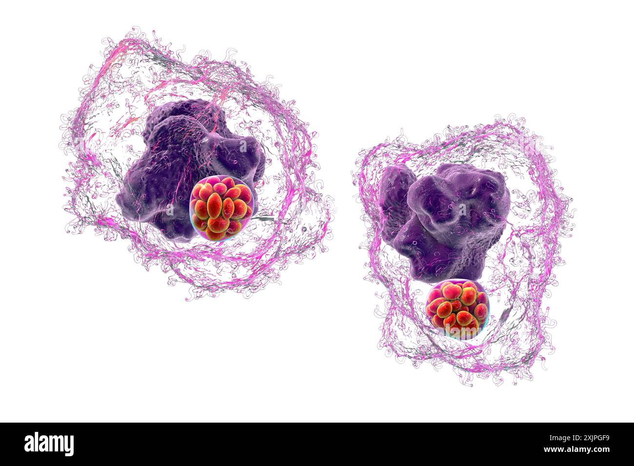 Illustration of Ehrlichia bacteria morula within macrophages ...