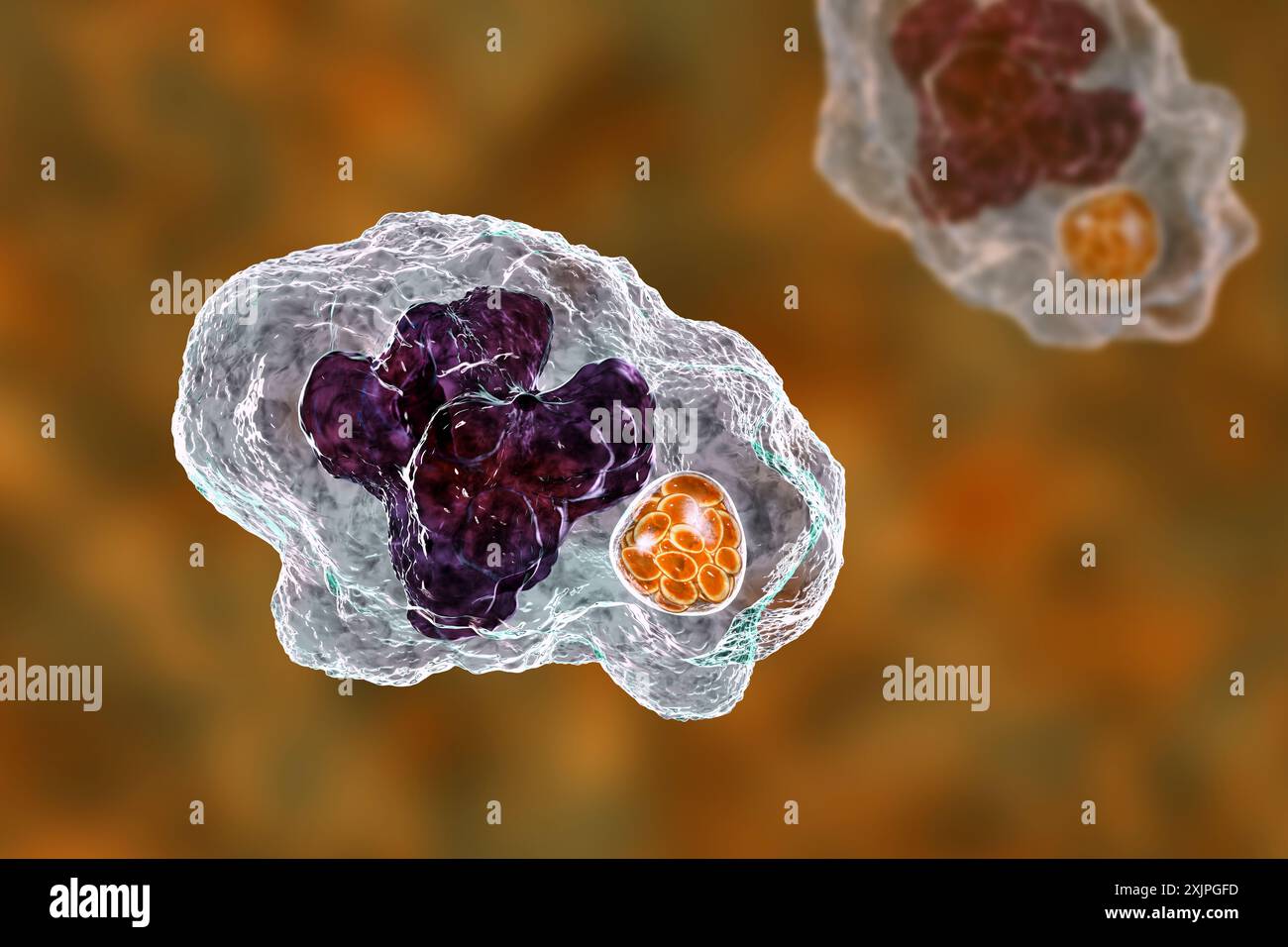 Illustration of Ehrlichia bacteria morula within macrophages ...
