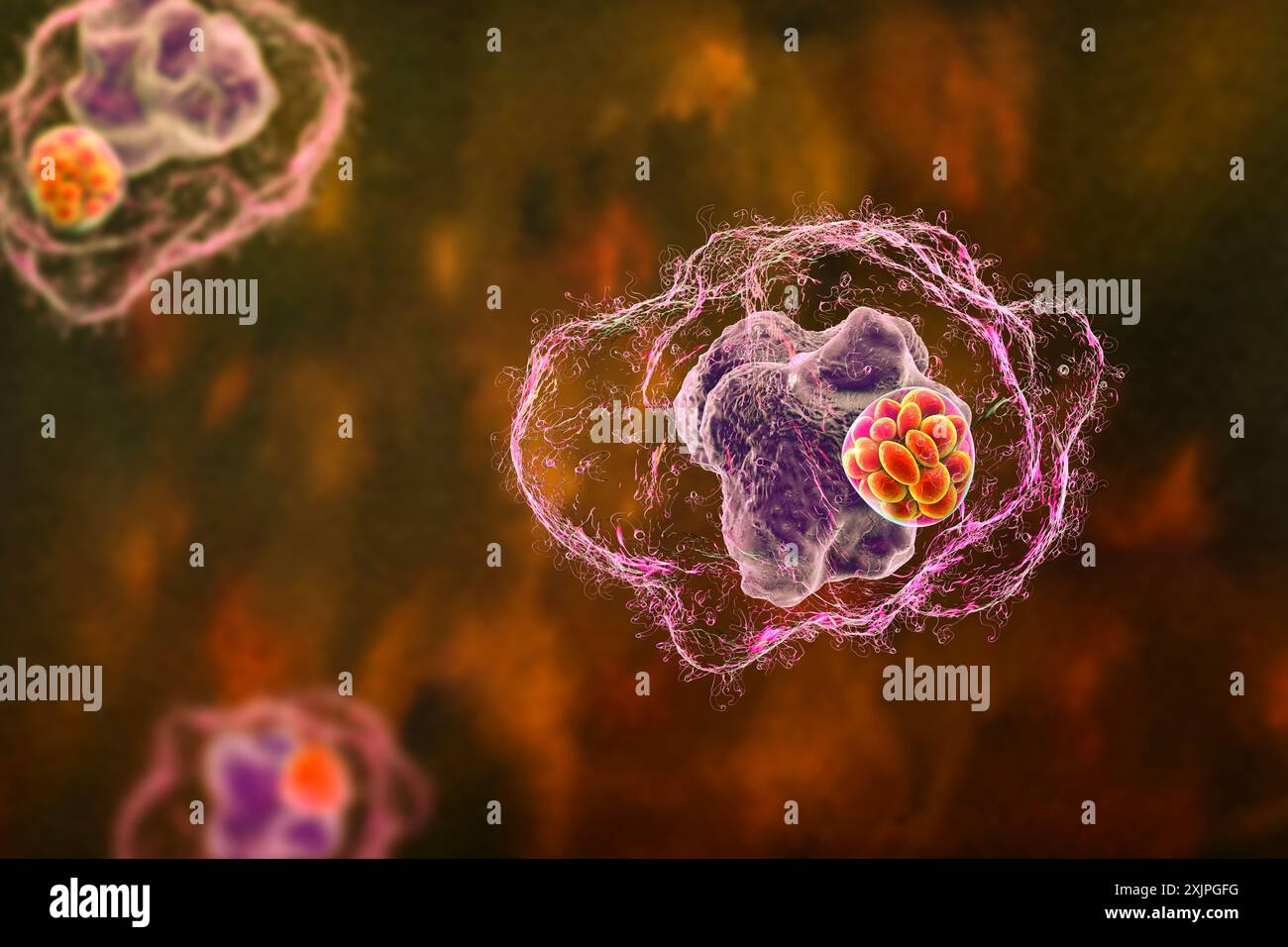 Illustration of Ehrlichia bacteria morula within macrophages ...