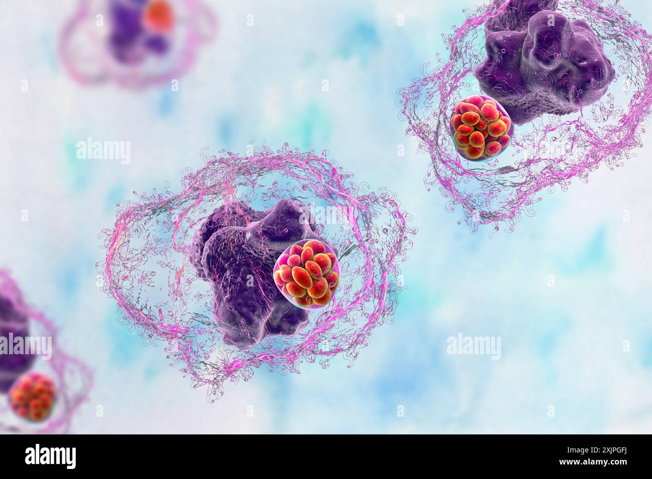 Ehrlichia bacteria morula within macrophages hi-res stock photography ...