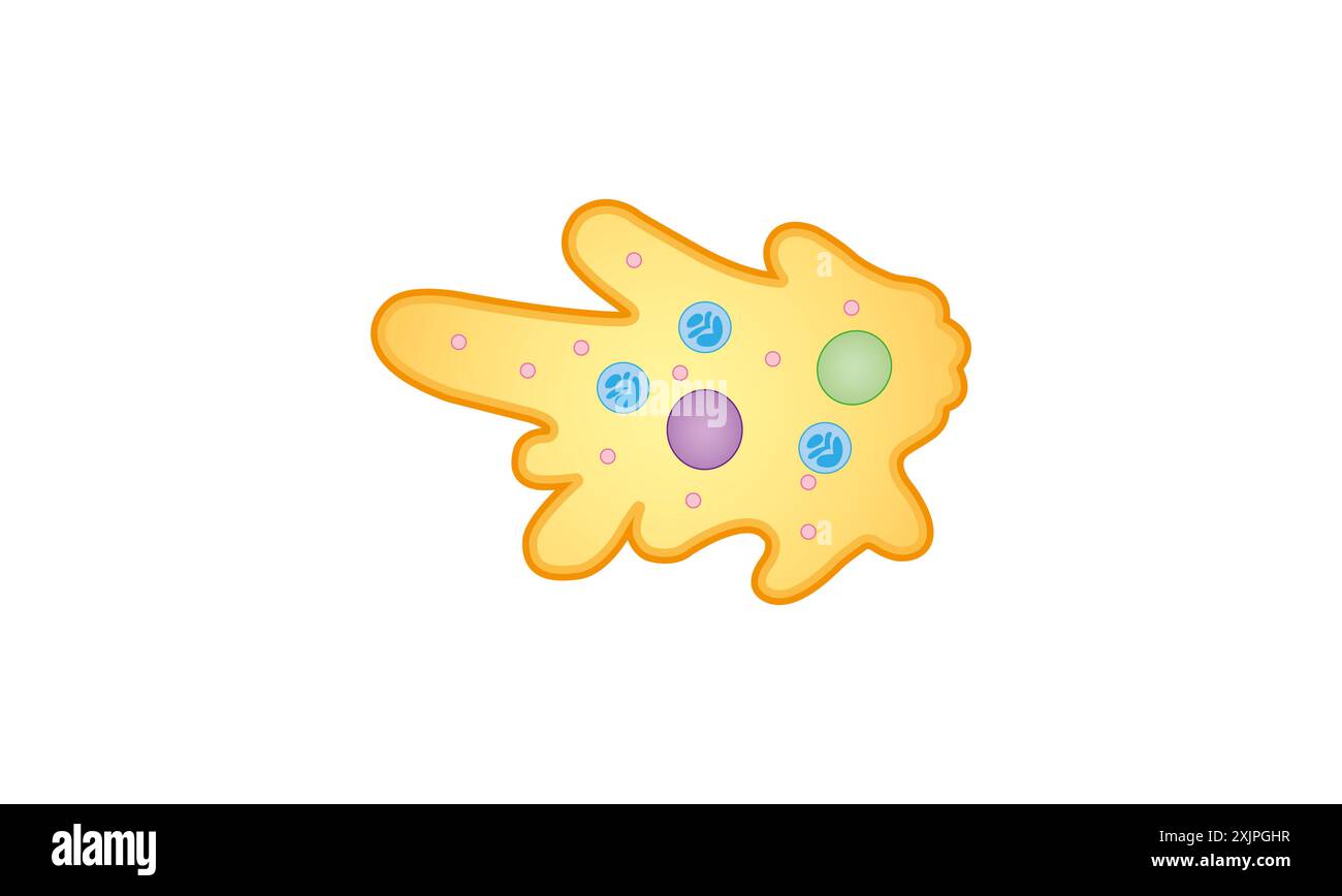 Amoeba structure, illustration Stock Photo - Alamy