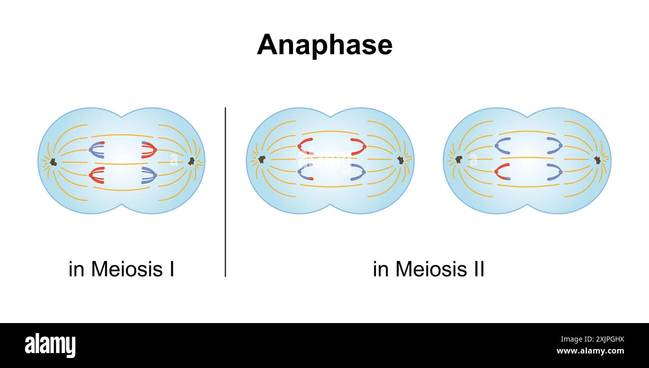 Anaphase hi-res stock photography and images - Alamy