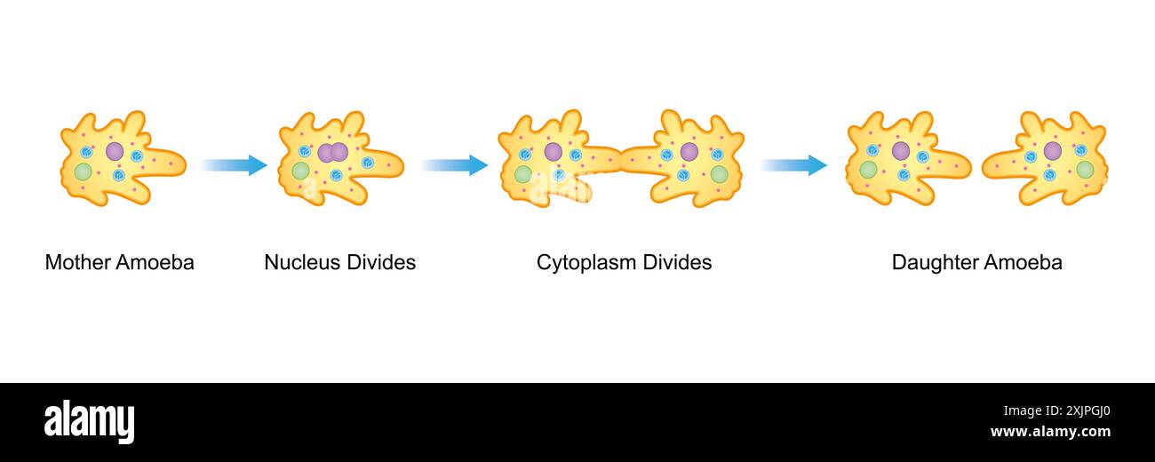 Binary fission hi-res stock photography and images - Alamy