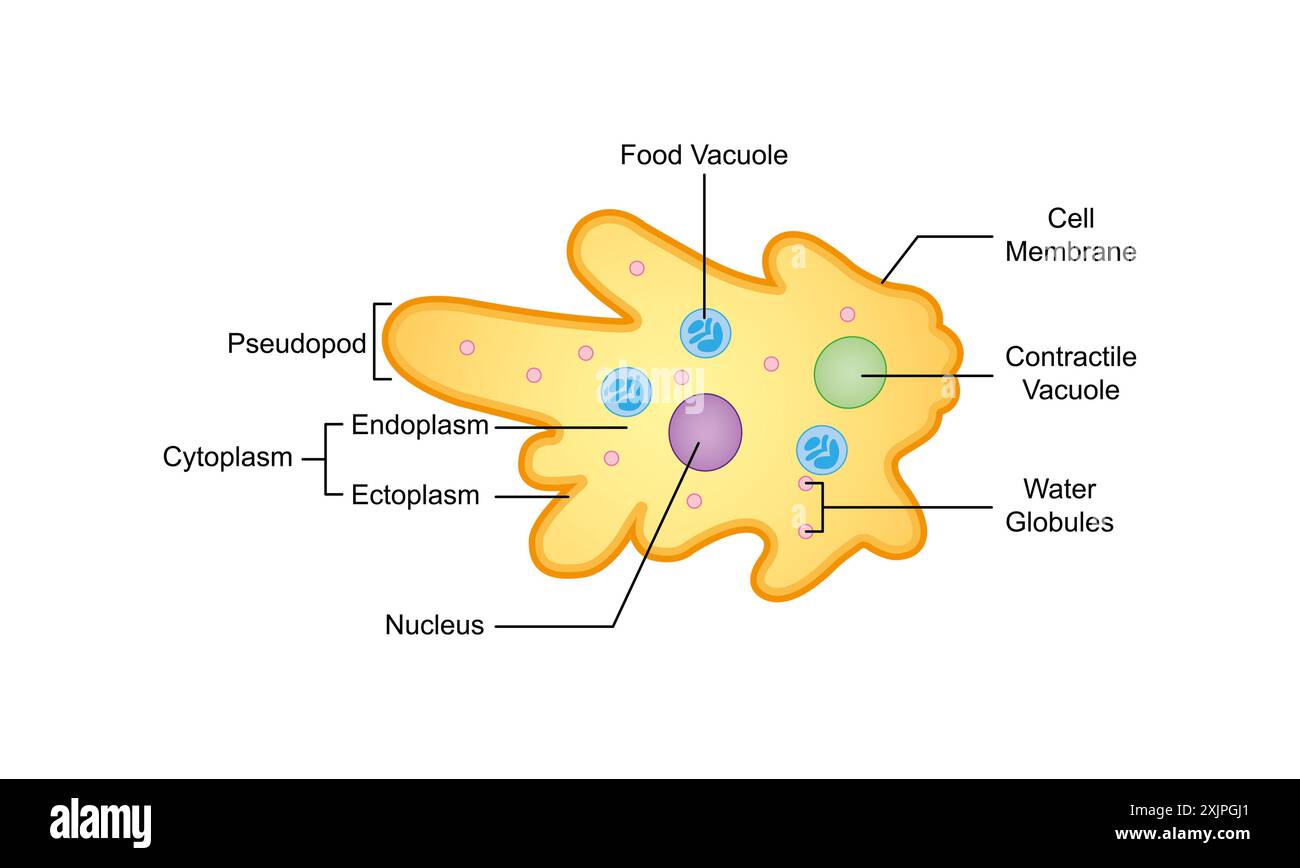 Amoeba structure, illustration Stock Photo - Alamy