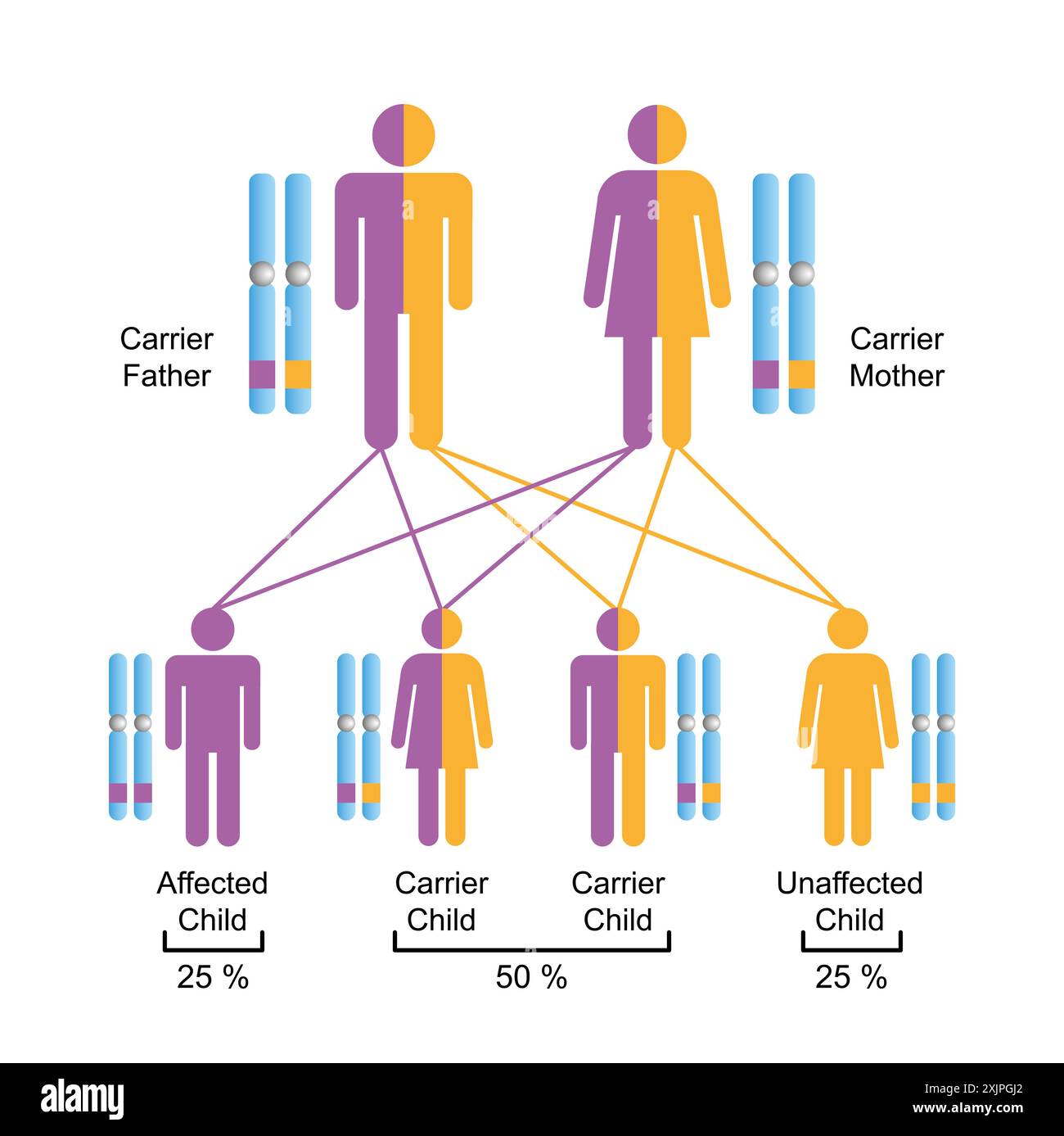 Autosomal recessive inheritance, illustration Stock Photo - Alamy