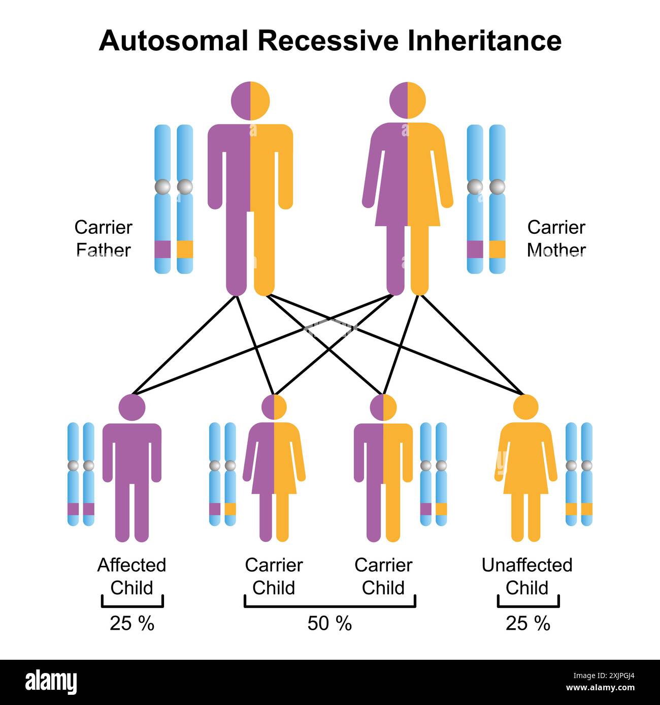Autosomal recessive inheritance, illustration Stock Photo - Alamy