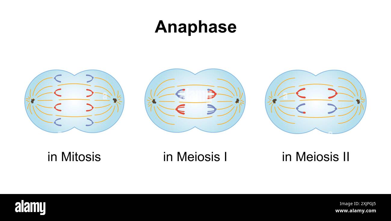 Anaphase 3 Stages Anaphase Cut Out Stock Images & Pictures Alamy
