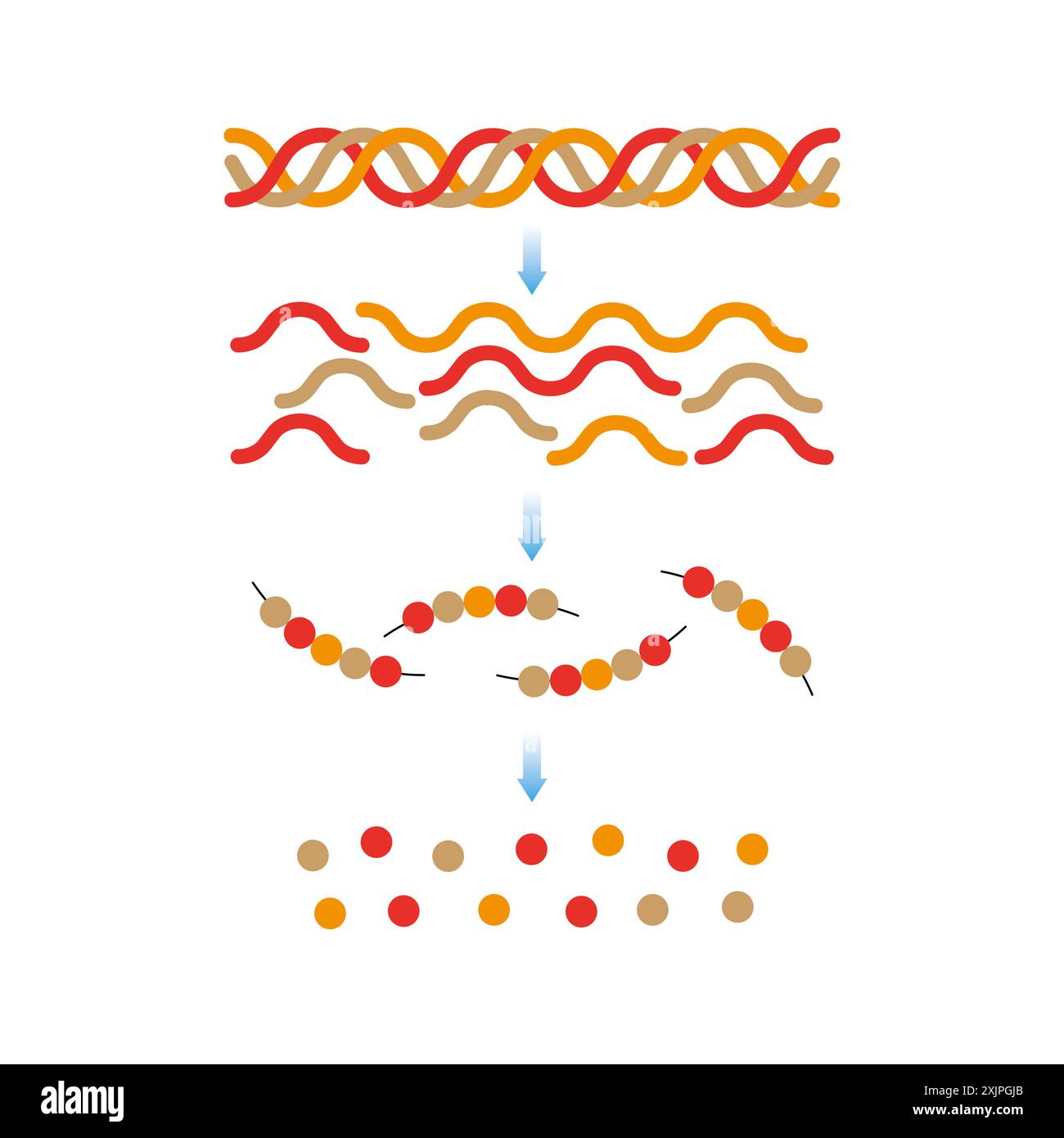 Collagen structure, illustration Stock Photo - Alamy