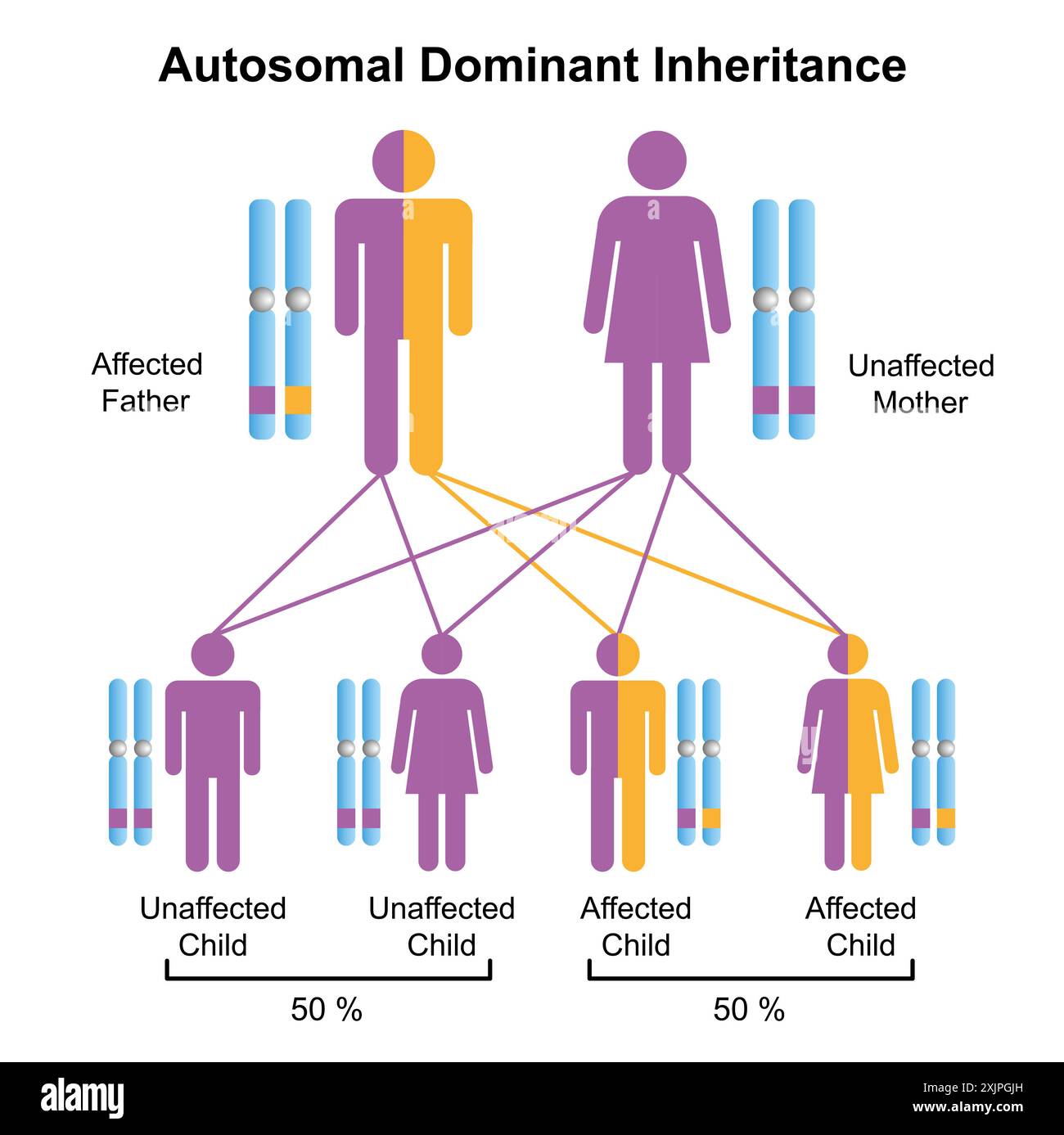 Autosomal dominant inheritance, illustration Stock Photo - Alamy