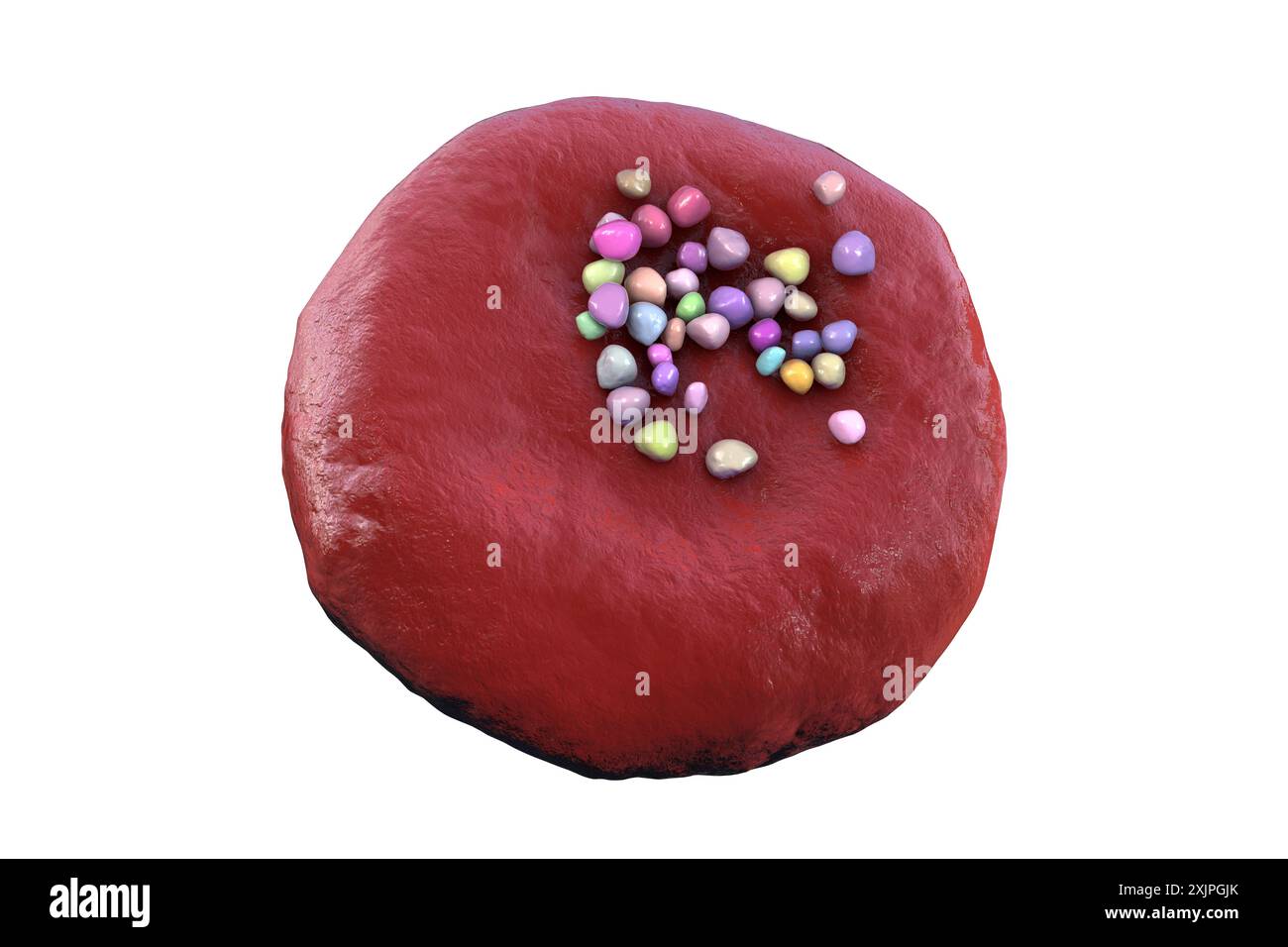 Illustration of erythrocyte interaction with plastic microparticles in ...