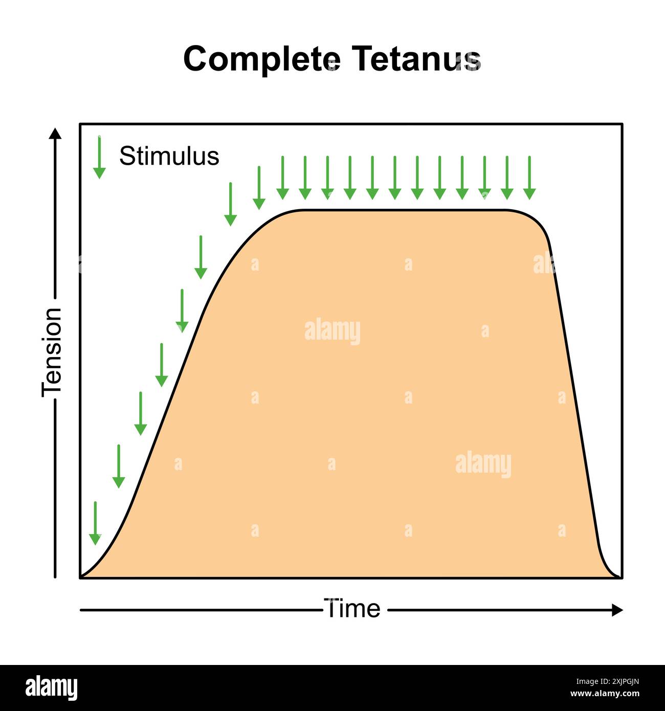 Complete tetanus muscle contraction, illustration Stock Photo - Alamy