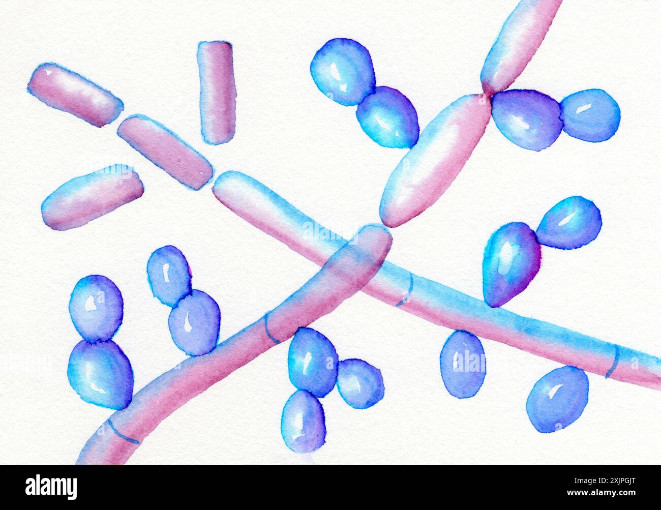 Illustration showing the microscopic fungi Trichosporon, showing ...