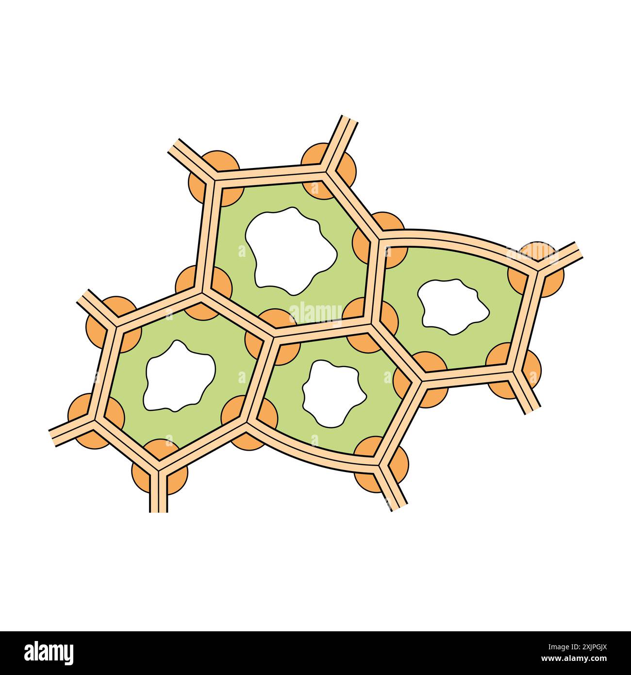 Collenchyma structure, illustration Stock Photo - Alamy