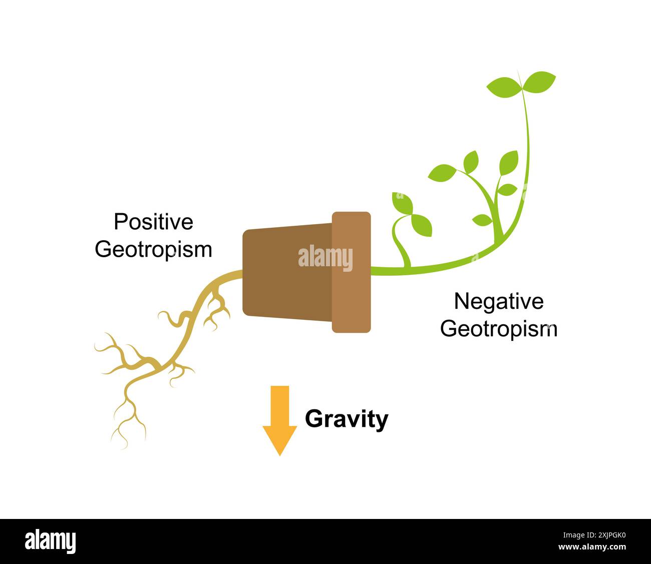 Geotropism mechanism, illustration Stock Photo - Alamy