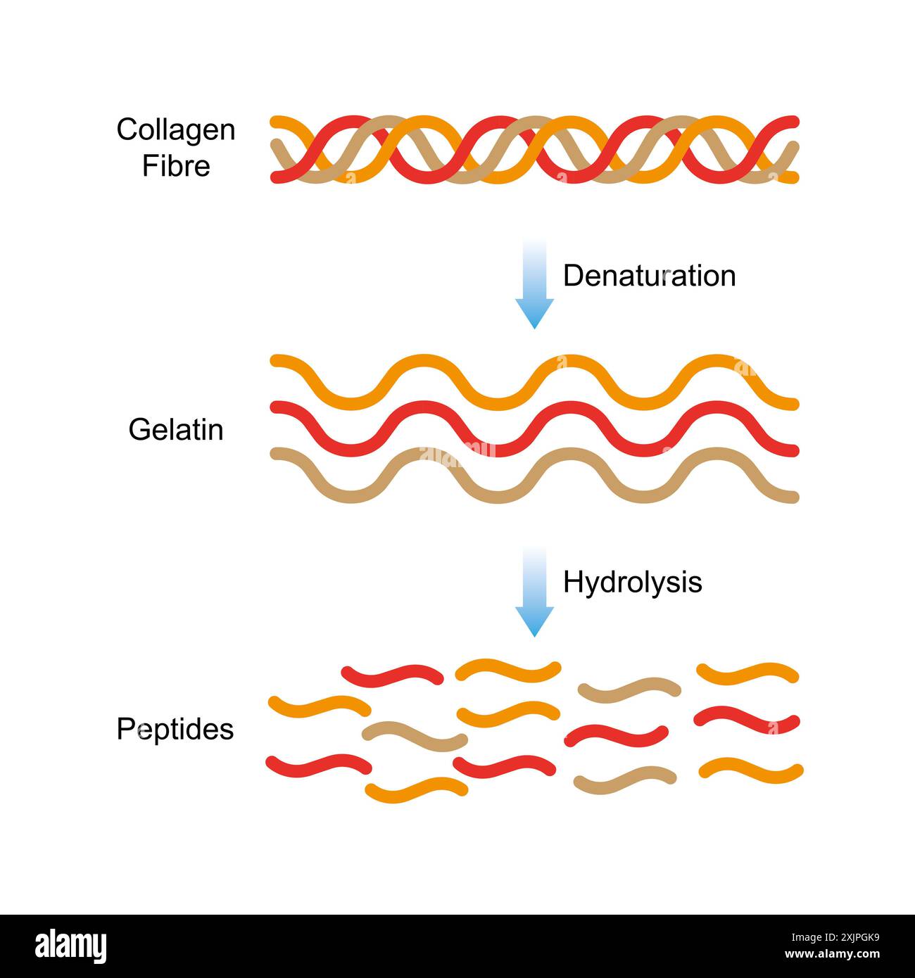 Collagen structure, illustration Stock Photo - Alamy
