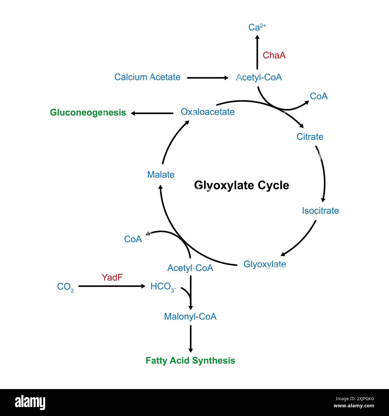 Glyoxylate cycle, illustration Stock Photo - Alamy