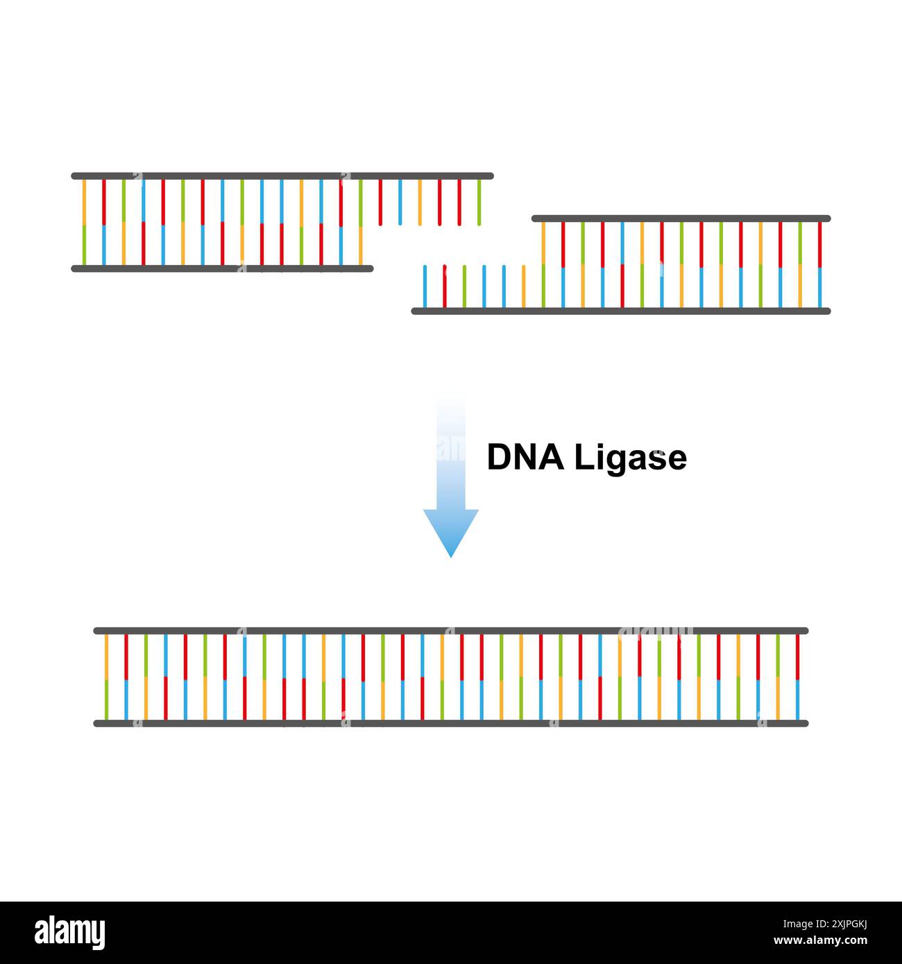 DNA (deoxyribonucleic acid) ligase enzyme function, illustration Stock ...