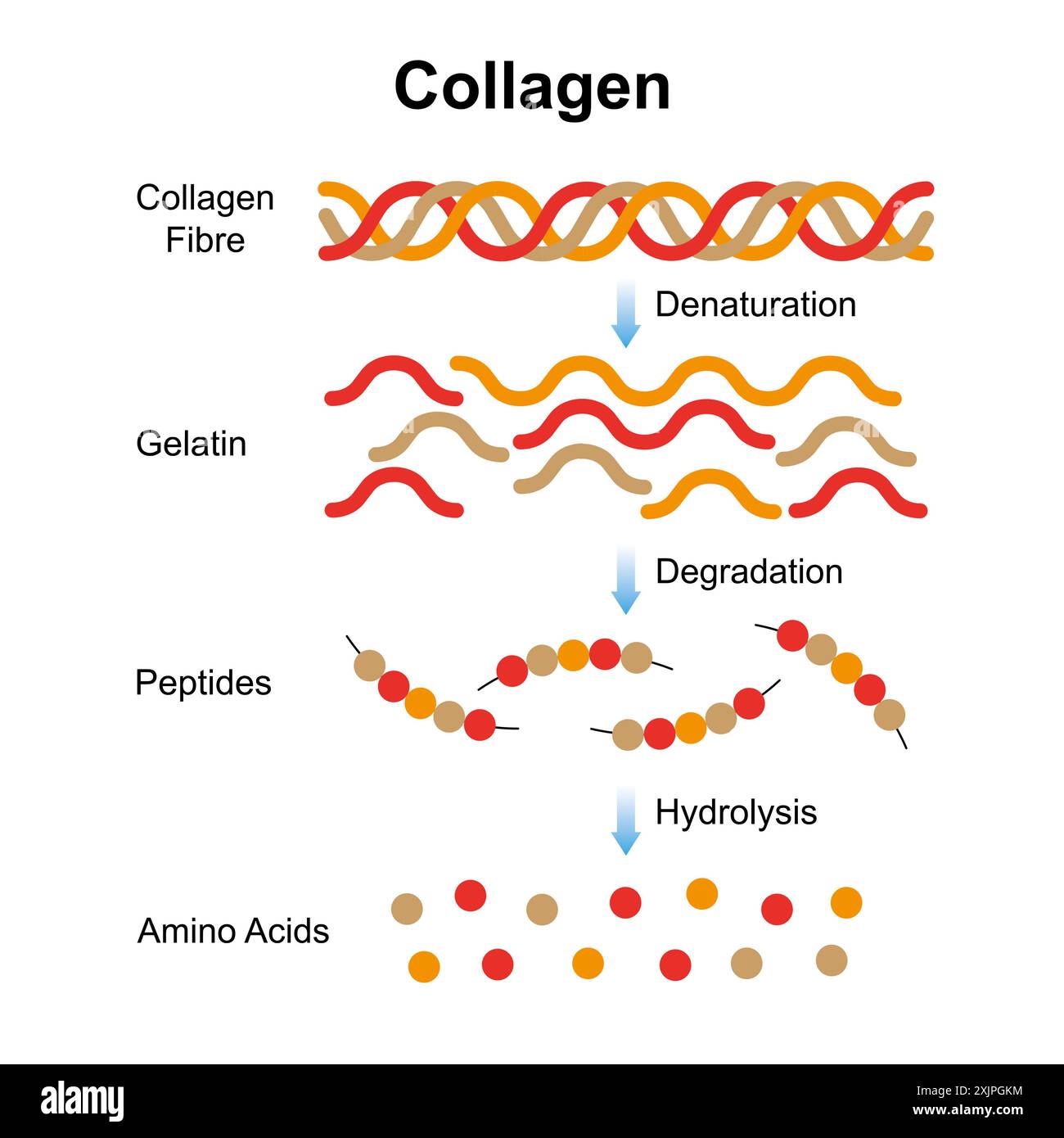 Collagen structure structure skin hi-res stock photography and images ...