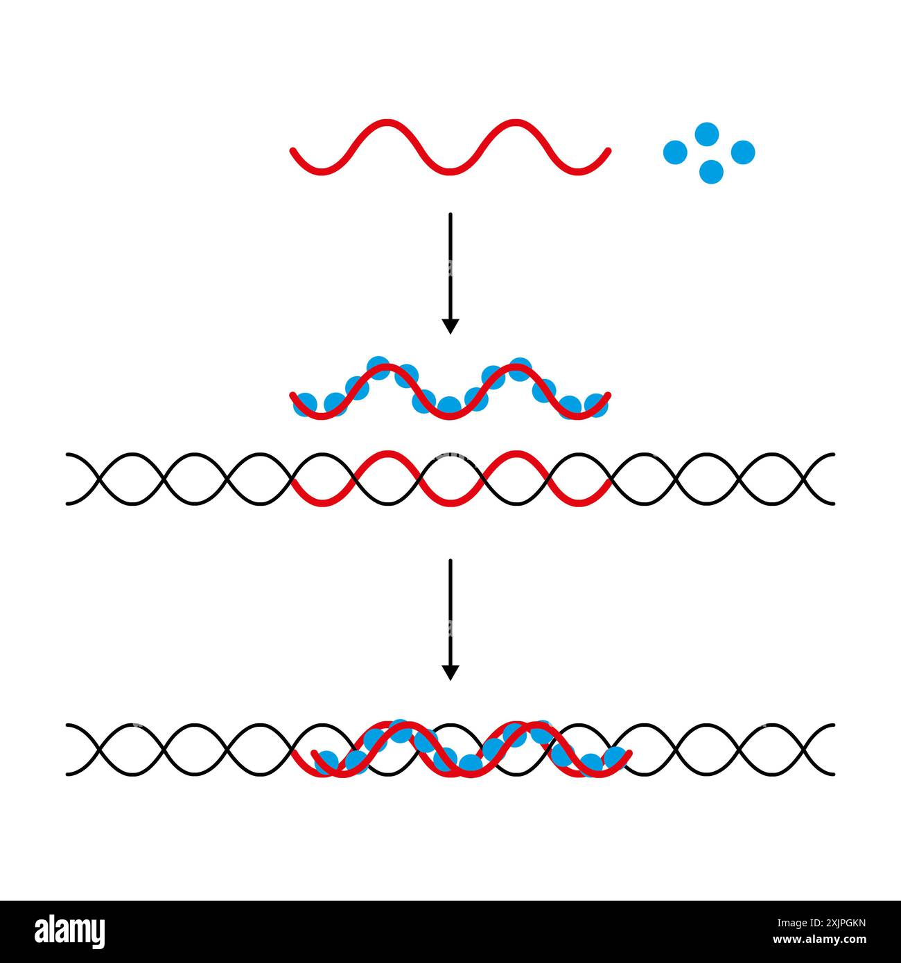 DNA (deoxyribonucleic acid) triple helix, illustration Stock Photo - Alamy