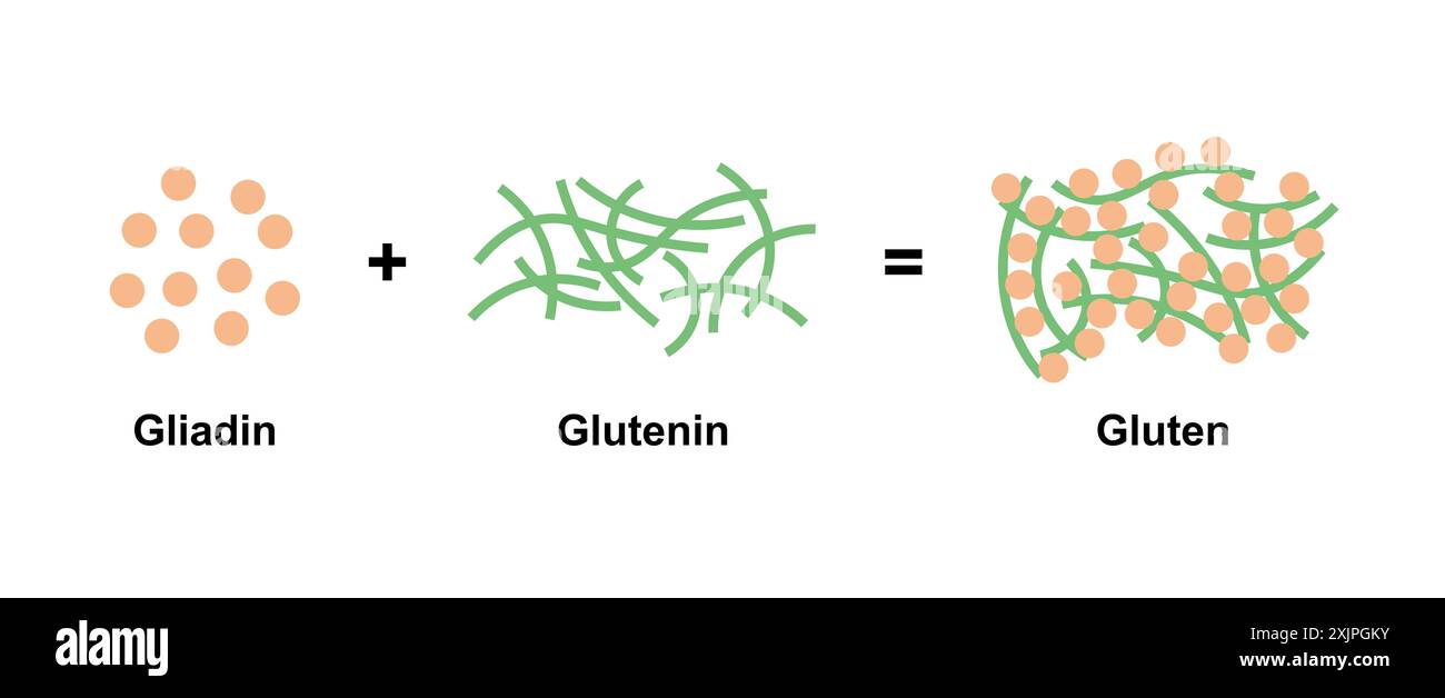 Glutenin molecule hi-res stock photography and images - Alamy