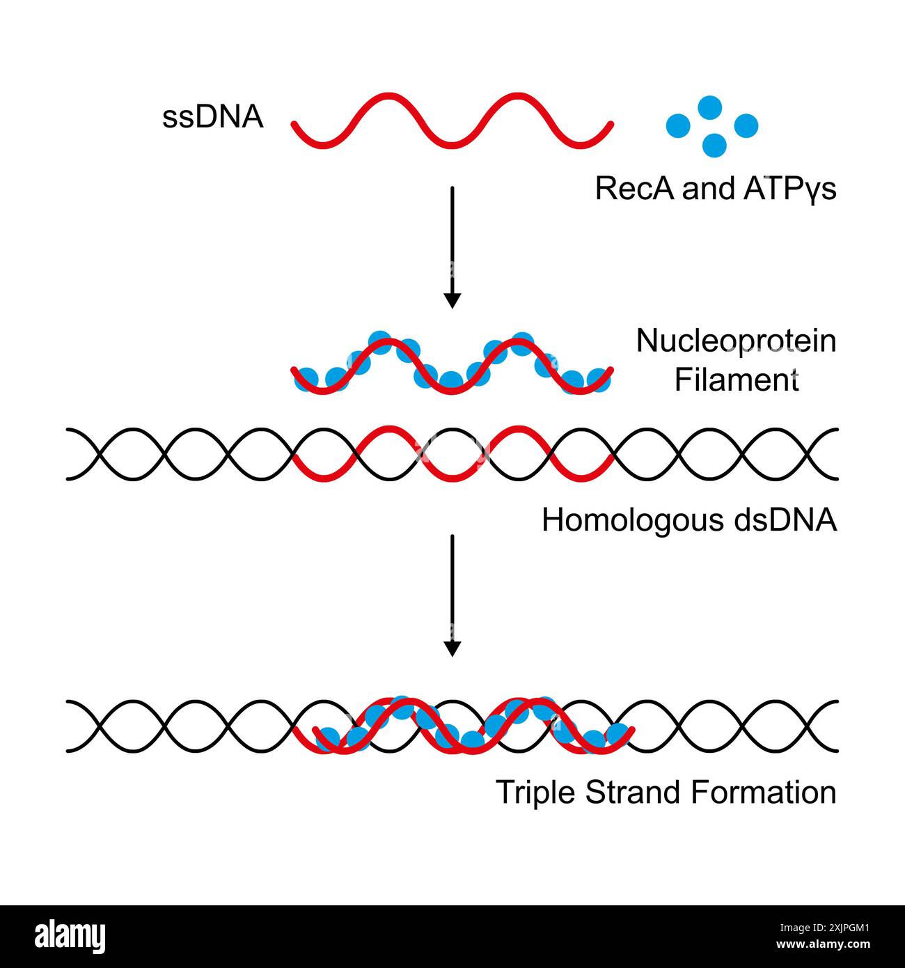 Triple helix dna hi-res stock photography and images - Alamy