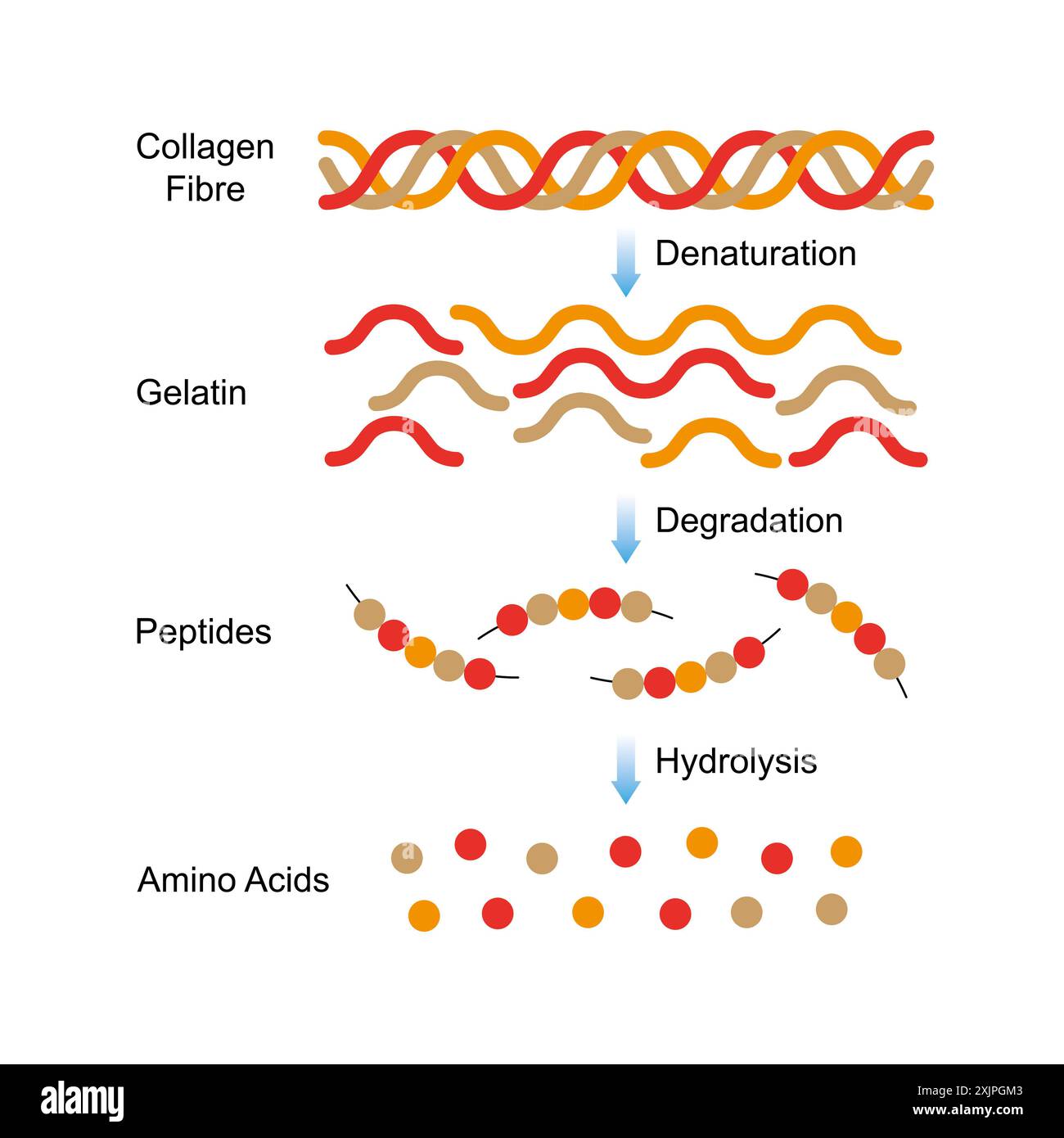 Tropocollagen hi-res stock photography and images - Alamy