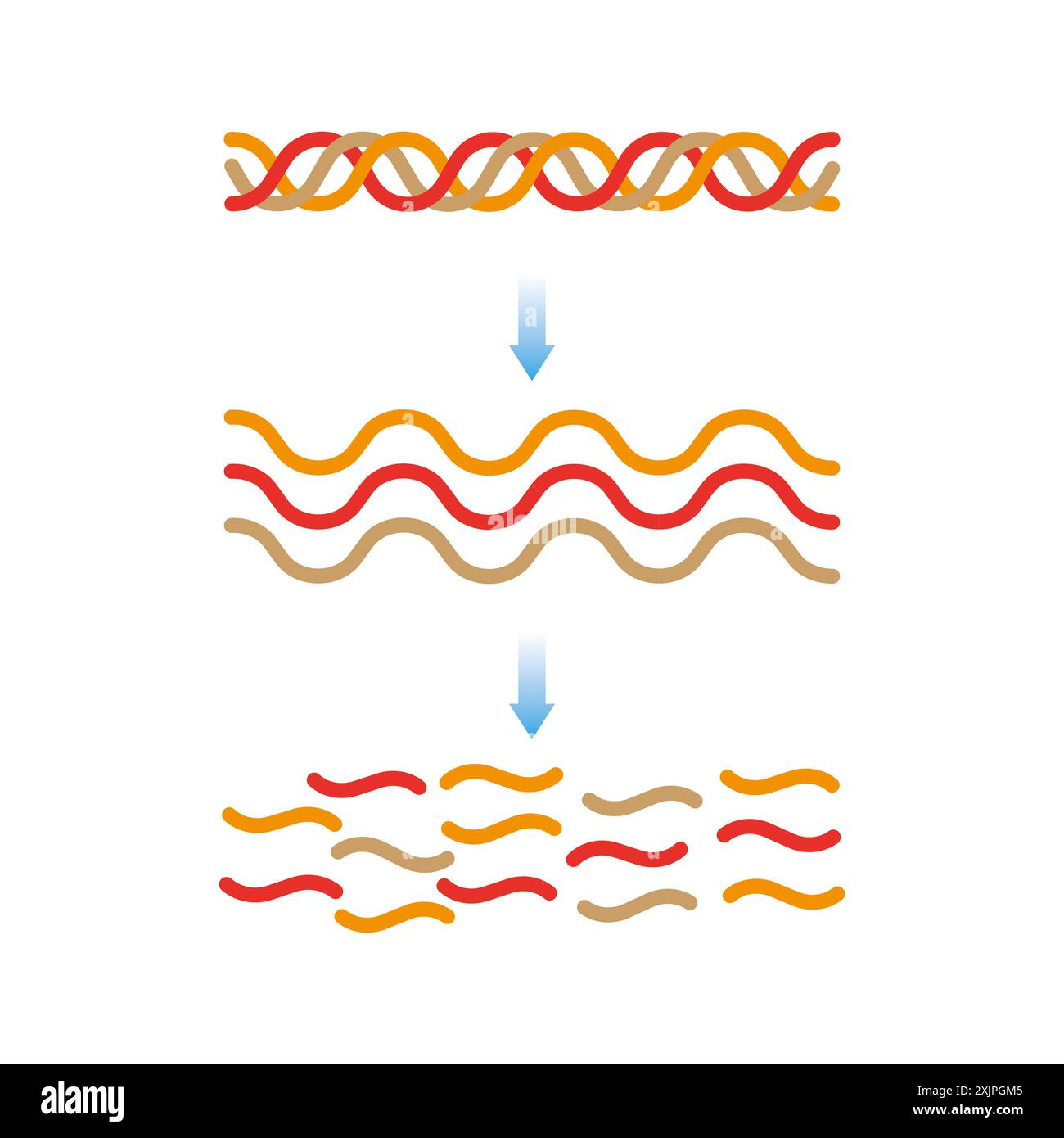 Collagen structure, illustration Stock Photo - Alamy