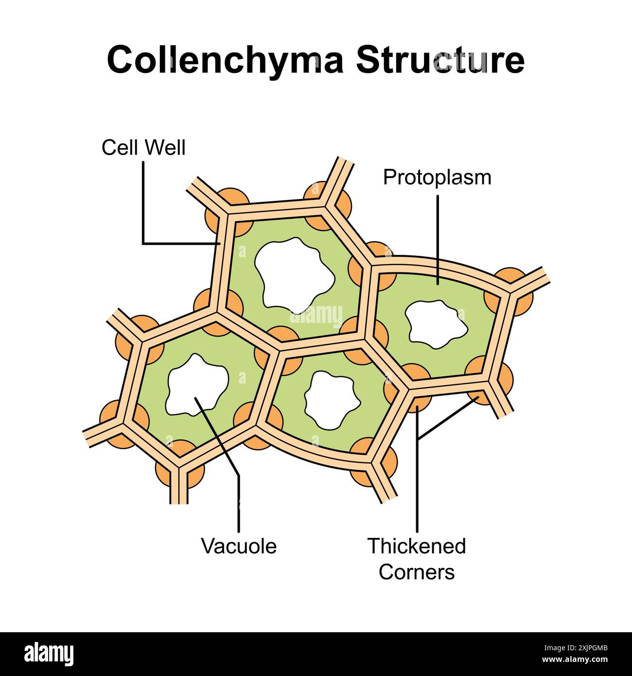 Labeled root structure hi-res stock photography and images - Alamy
