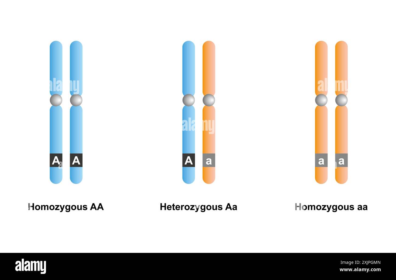 Homozygote and heterozygote chromosomes hi-res stock photography and ... Homozygote and heterozygote chromosomes hi-res stock photography and ...