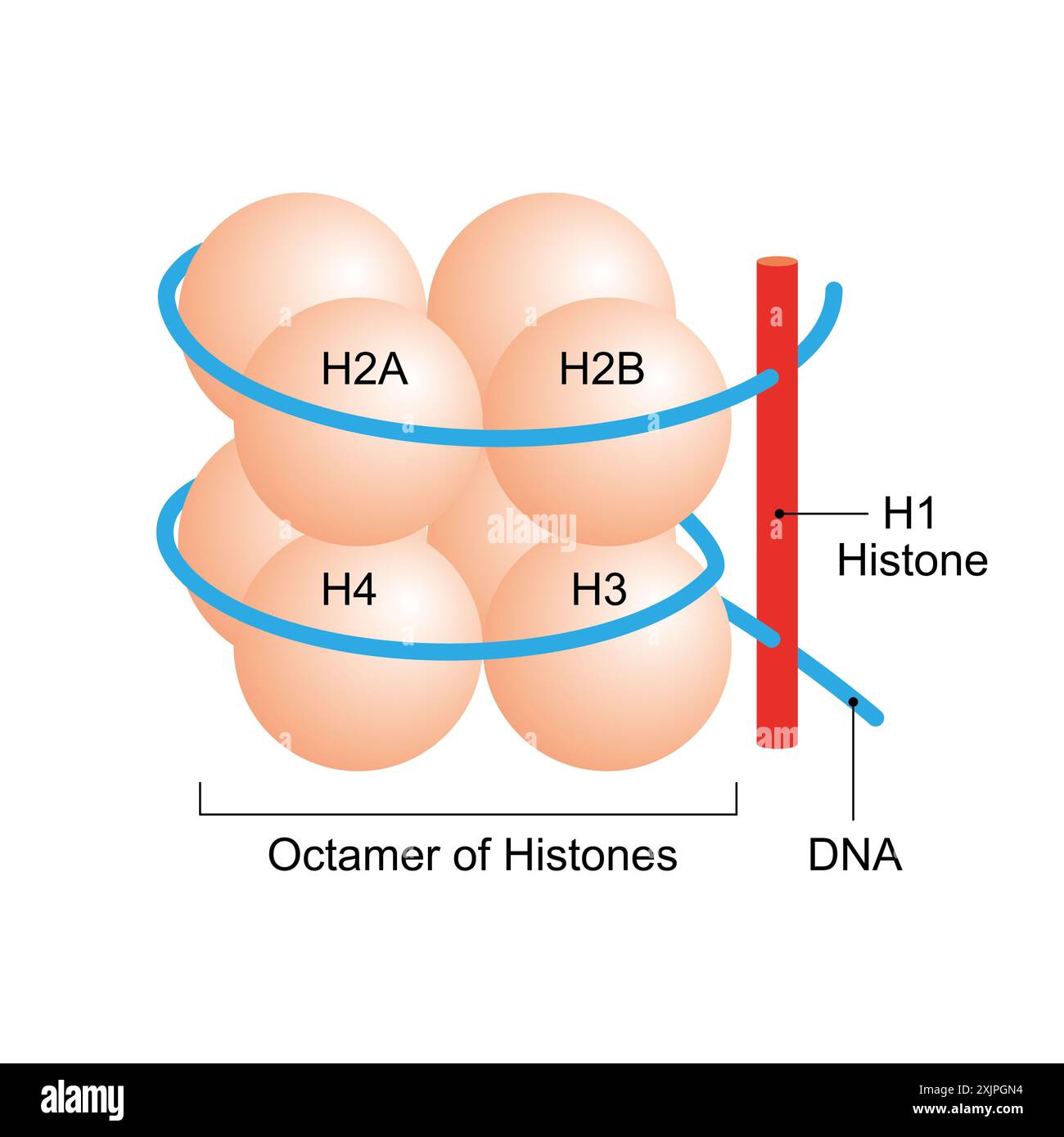 Histone structure, illustration Stock Photo - Alamy