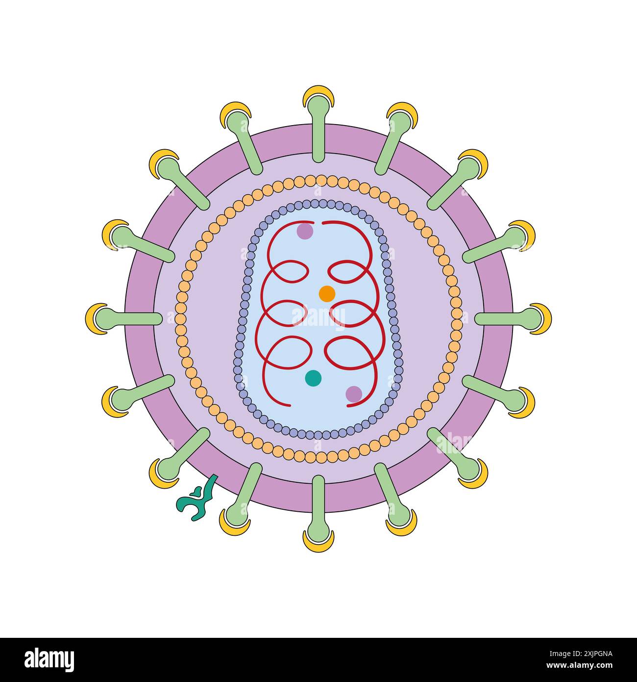 Structure of hiv hi-res stock photography and images - Alamy