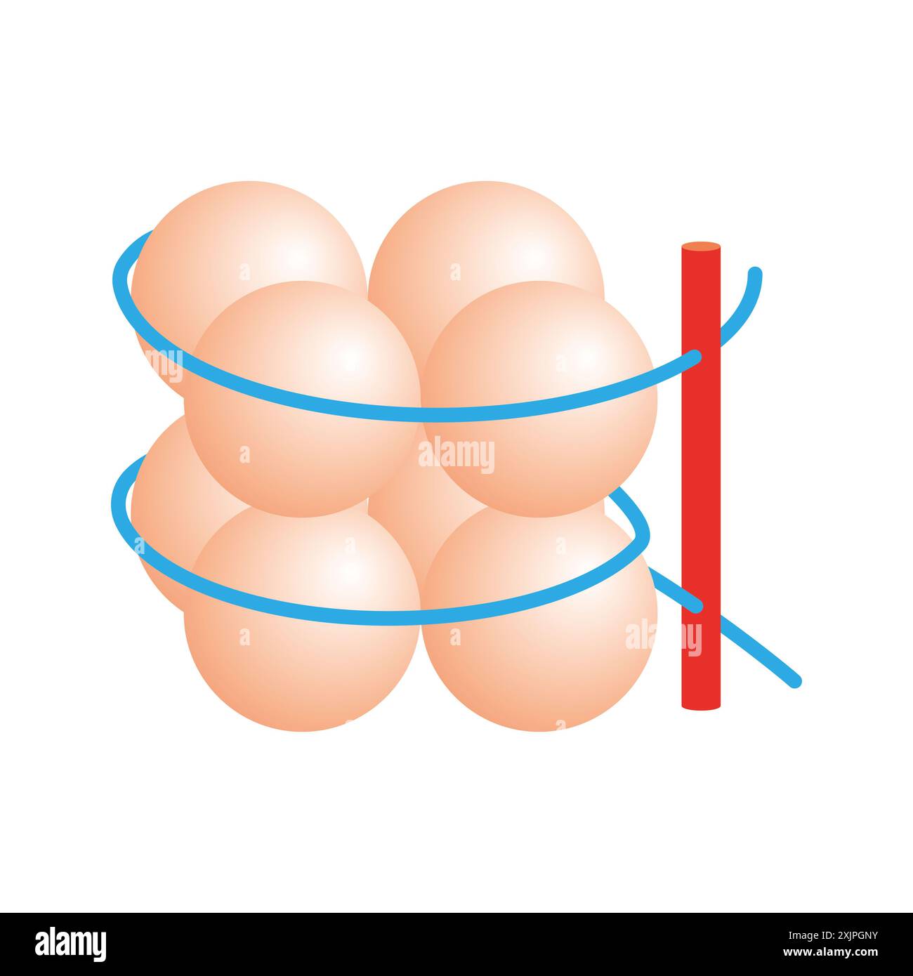 Histone structure, illustration Stock Photo - Alamy