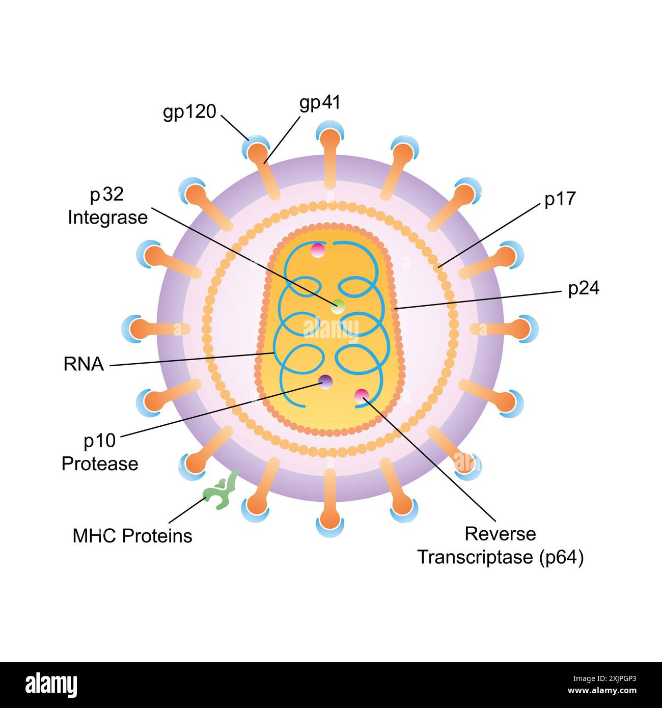 HIV (human immunodeficiency virus) structure, illustration Stock Photo - Alamy
