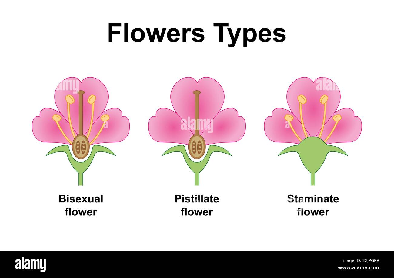 Flowers types, illustration Stock Photo - Alamy