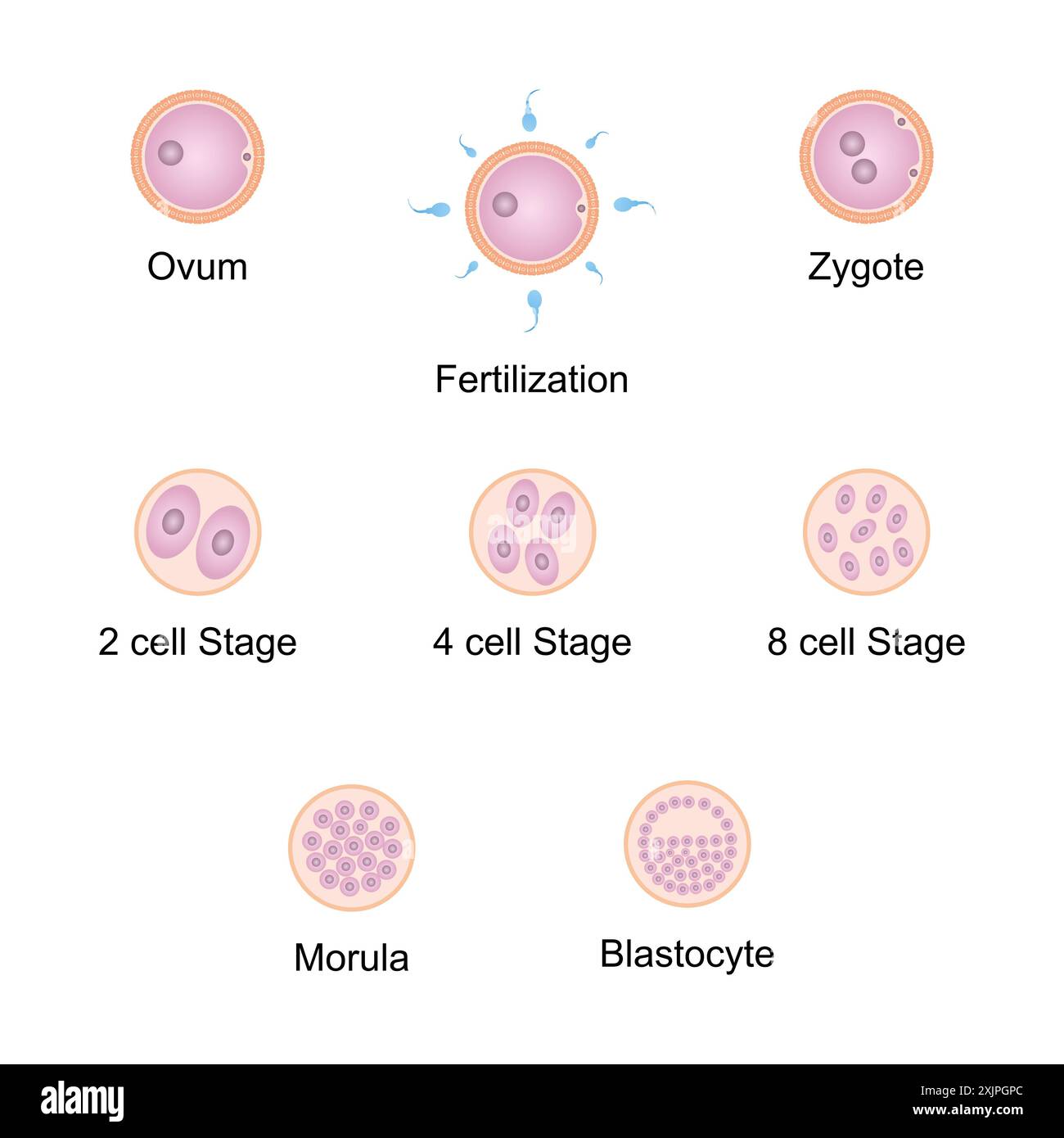 Embryo development, illustration Stock Photo - Alamy