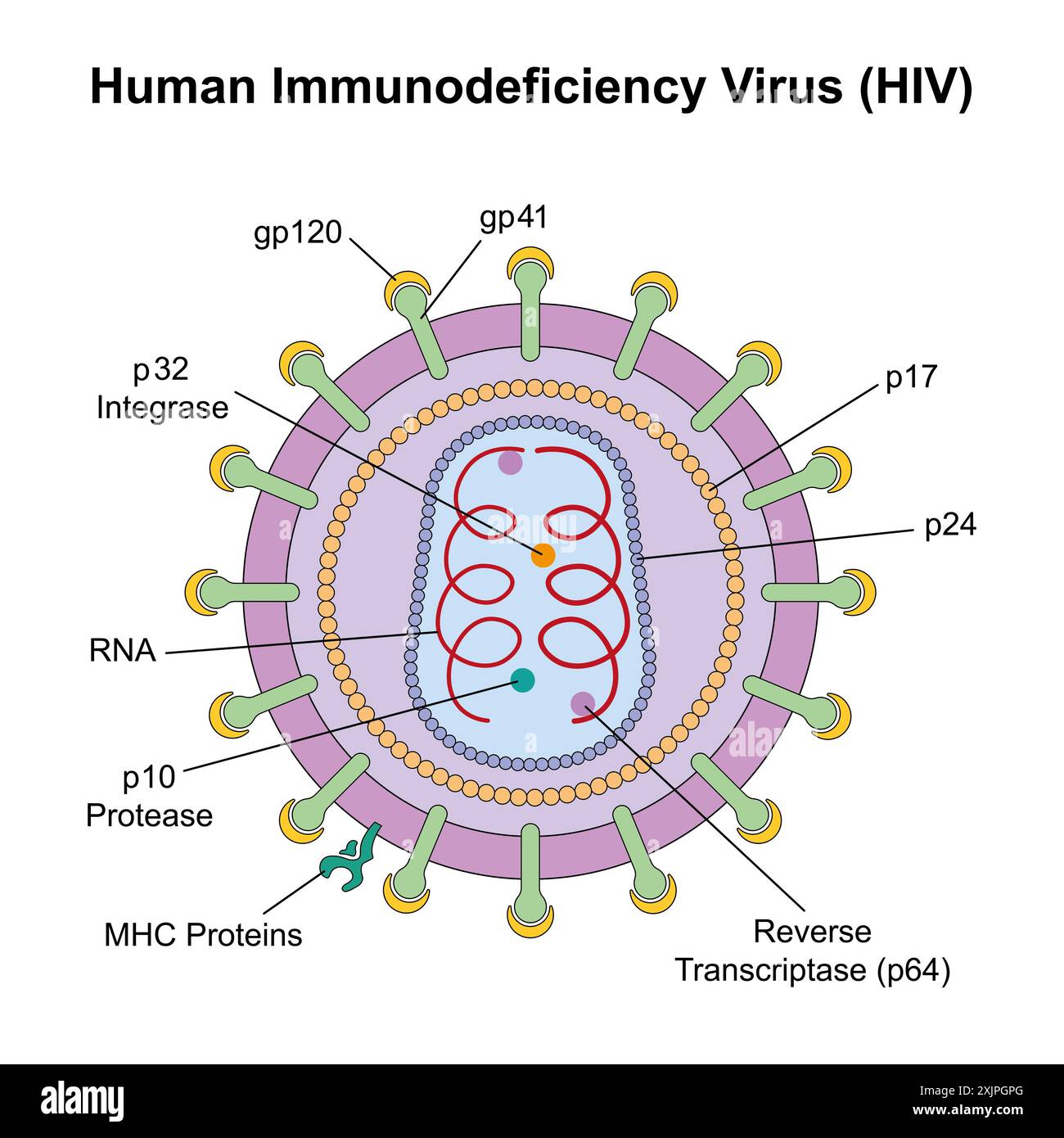Structure of hiv hi-res stock photography and images - Alamy