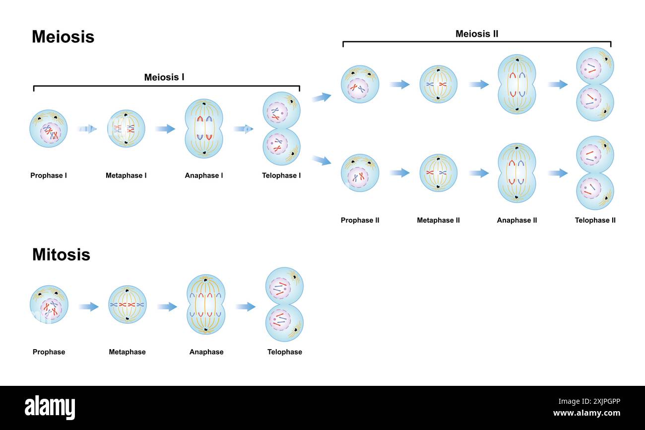 Meiosis vs mitosis hi-res stock photography and images - Alamy