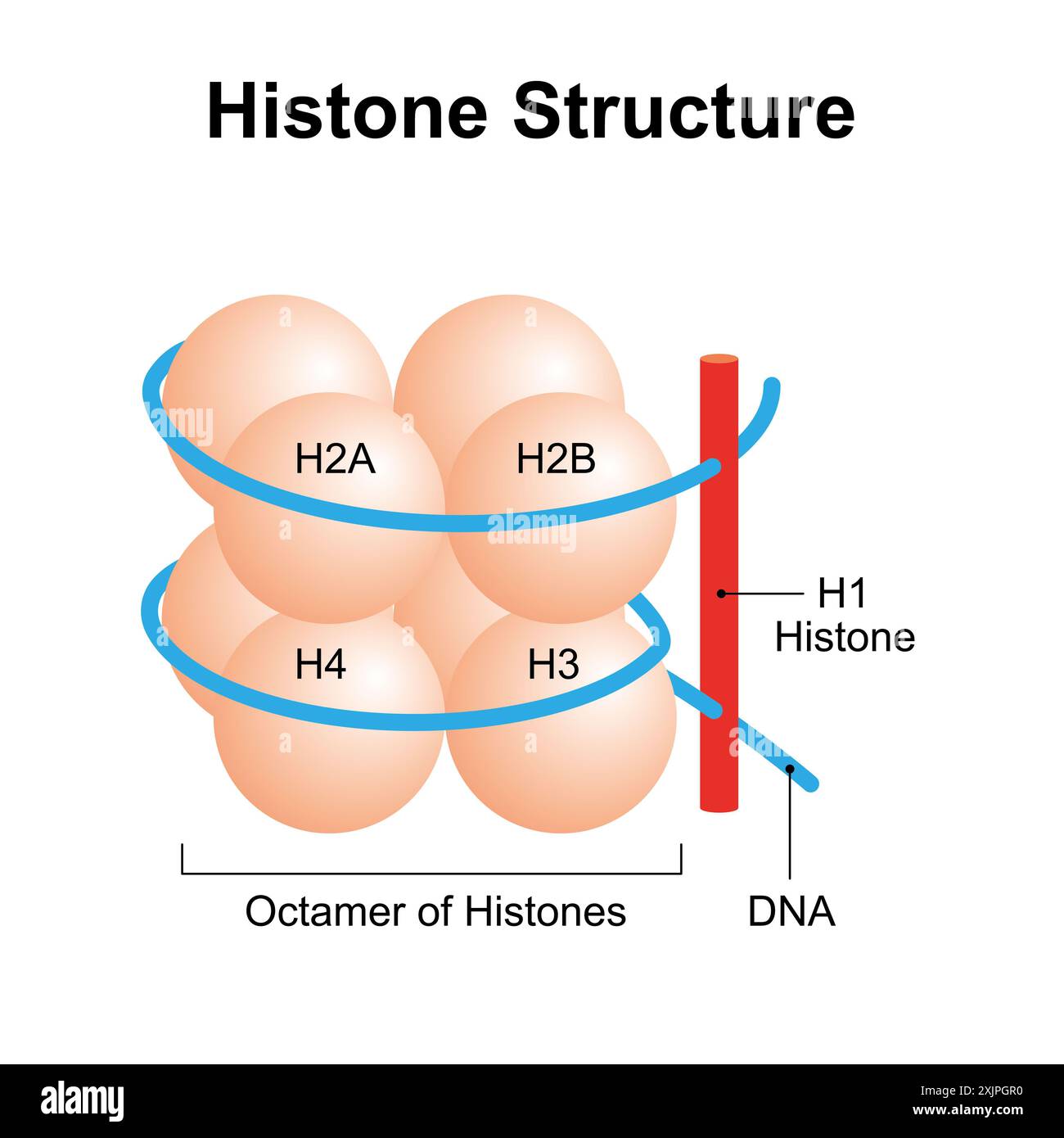 Nucleosome structure hi-res stock photography and images - Alamy