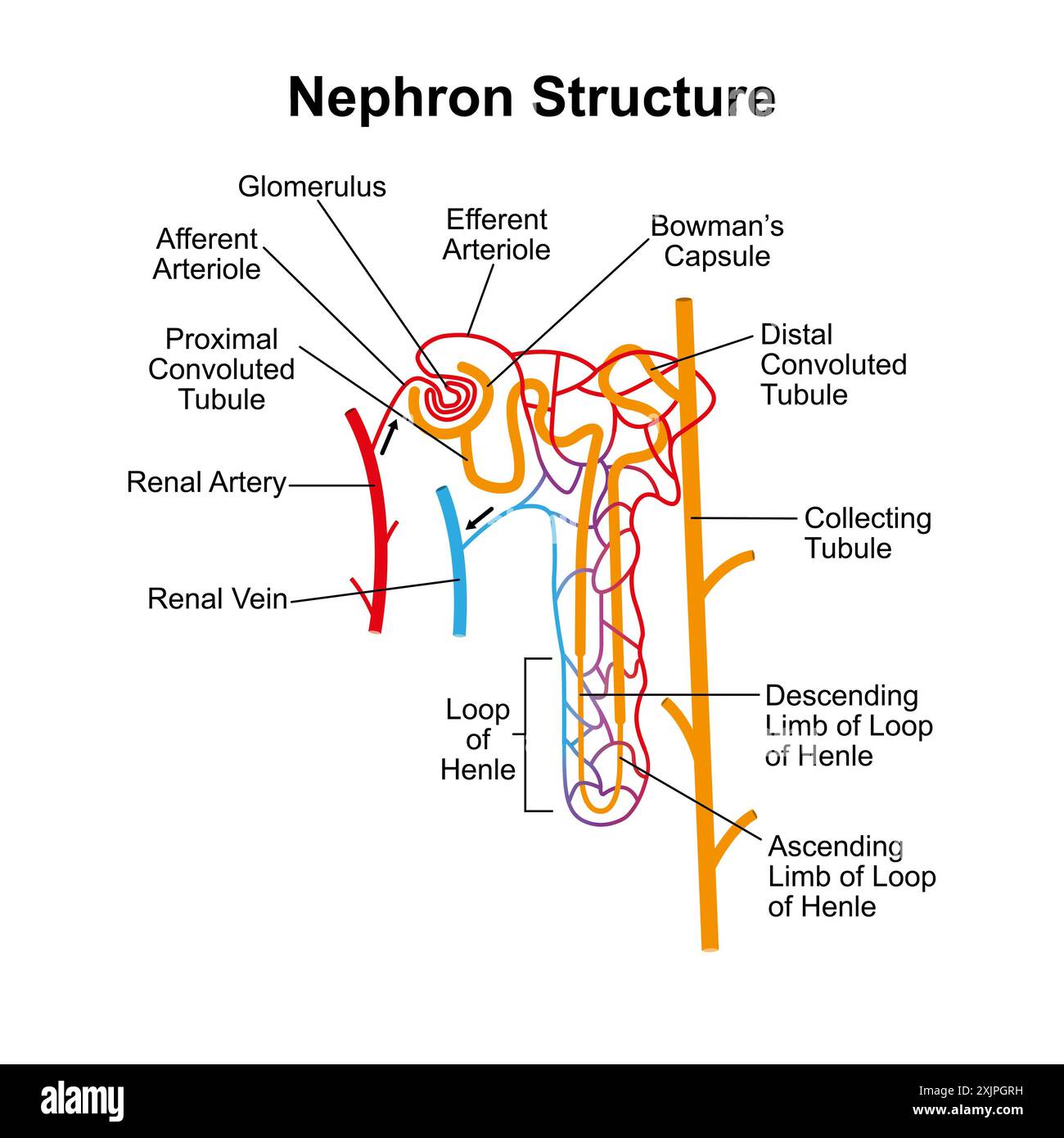 Nephron structure, illustration Stock Photo - Alamy
