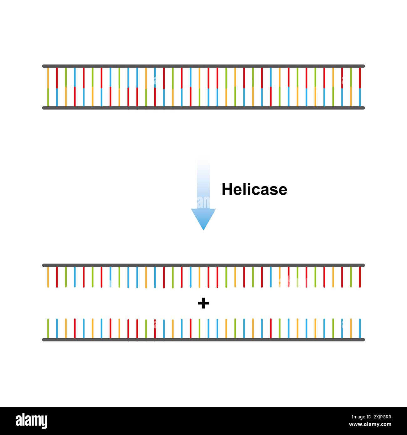 Dna helicase hi-res stock photography and images - Alamy
